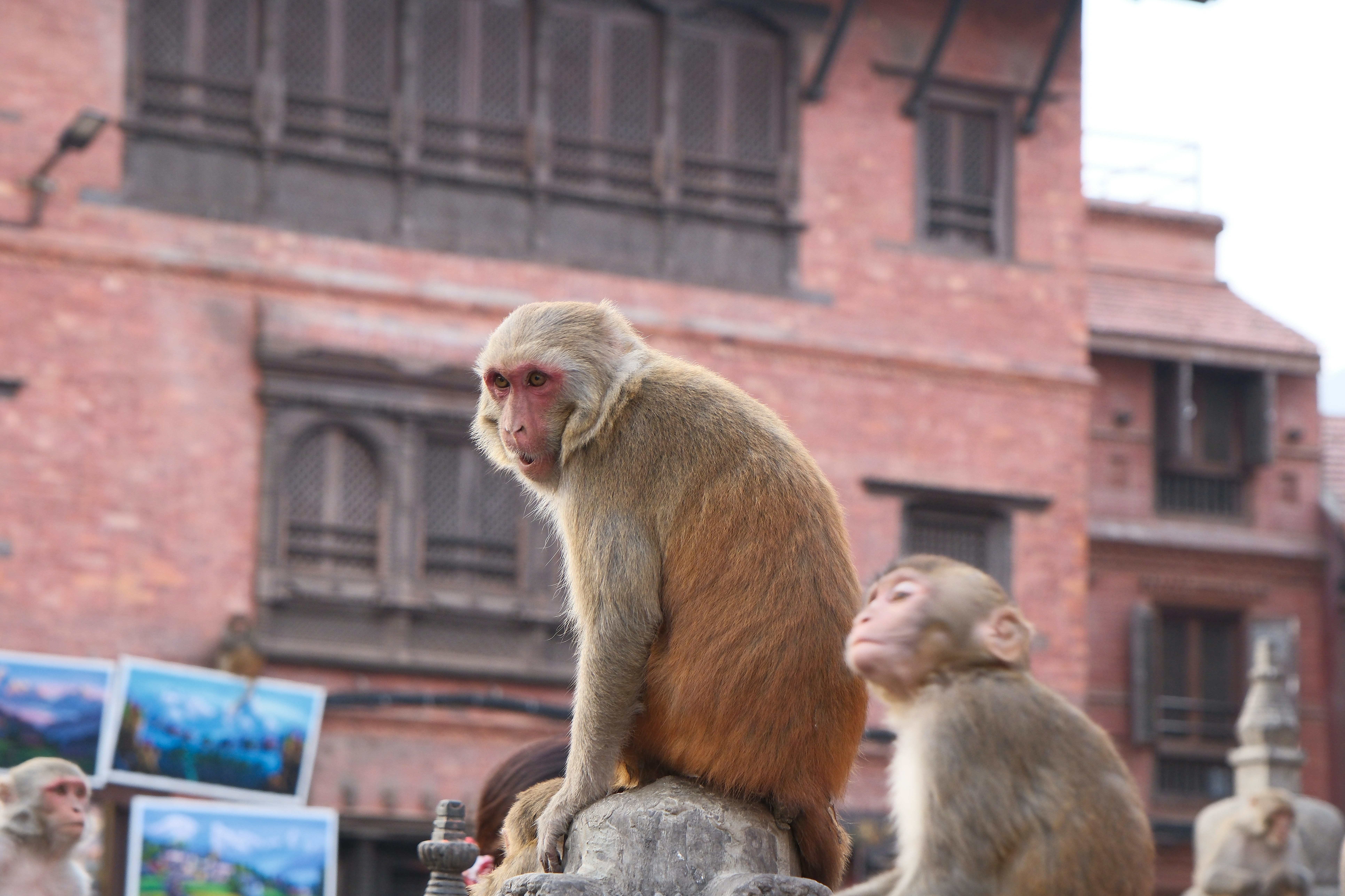 Monkeys at the Temple's Edge: A Quiet Moment on the Stone