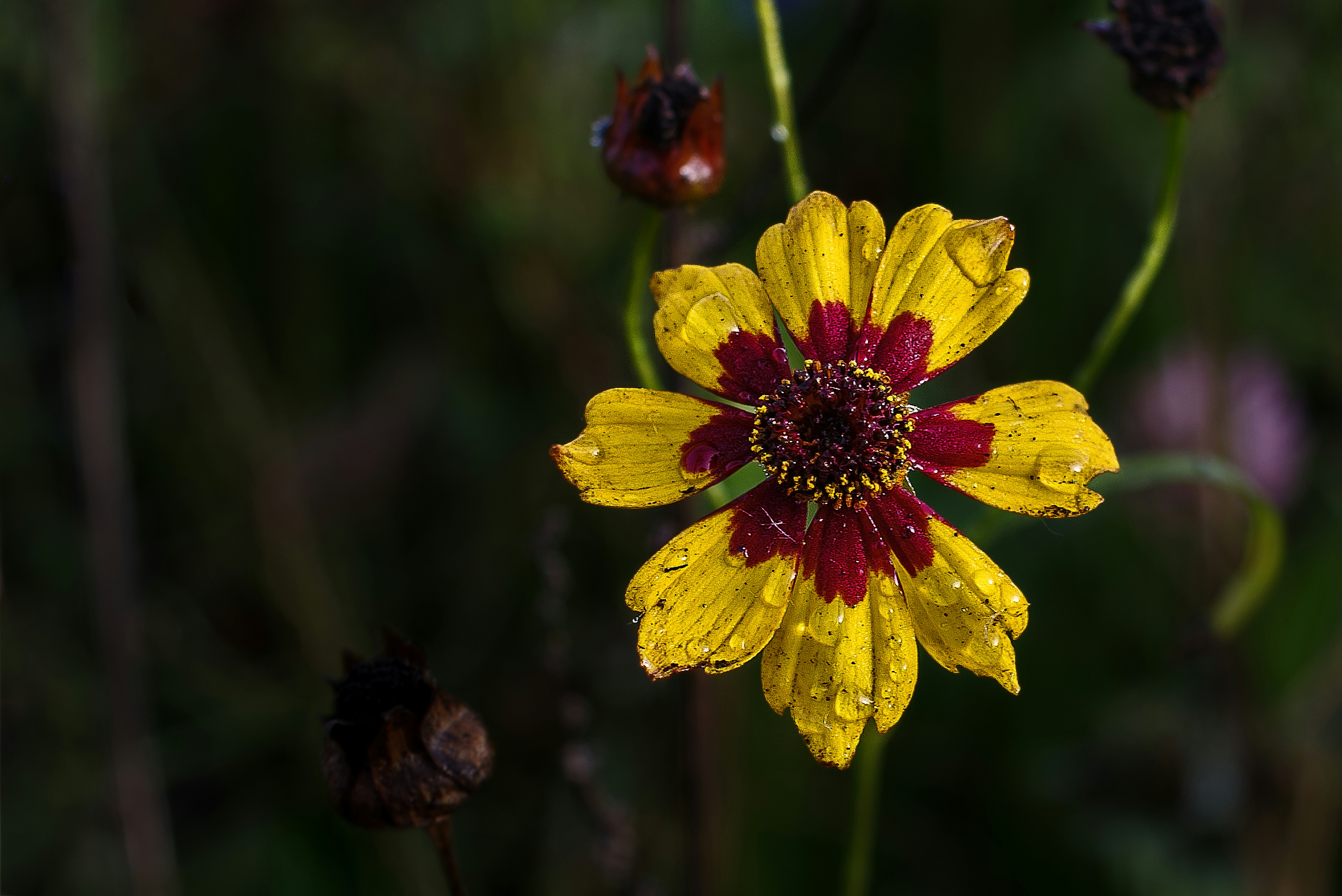 Crimson Core Crowned by Sunlit Yellow Petals