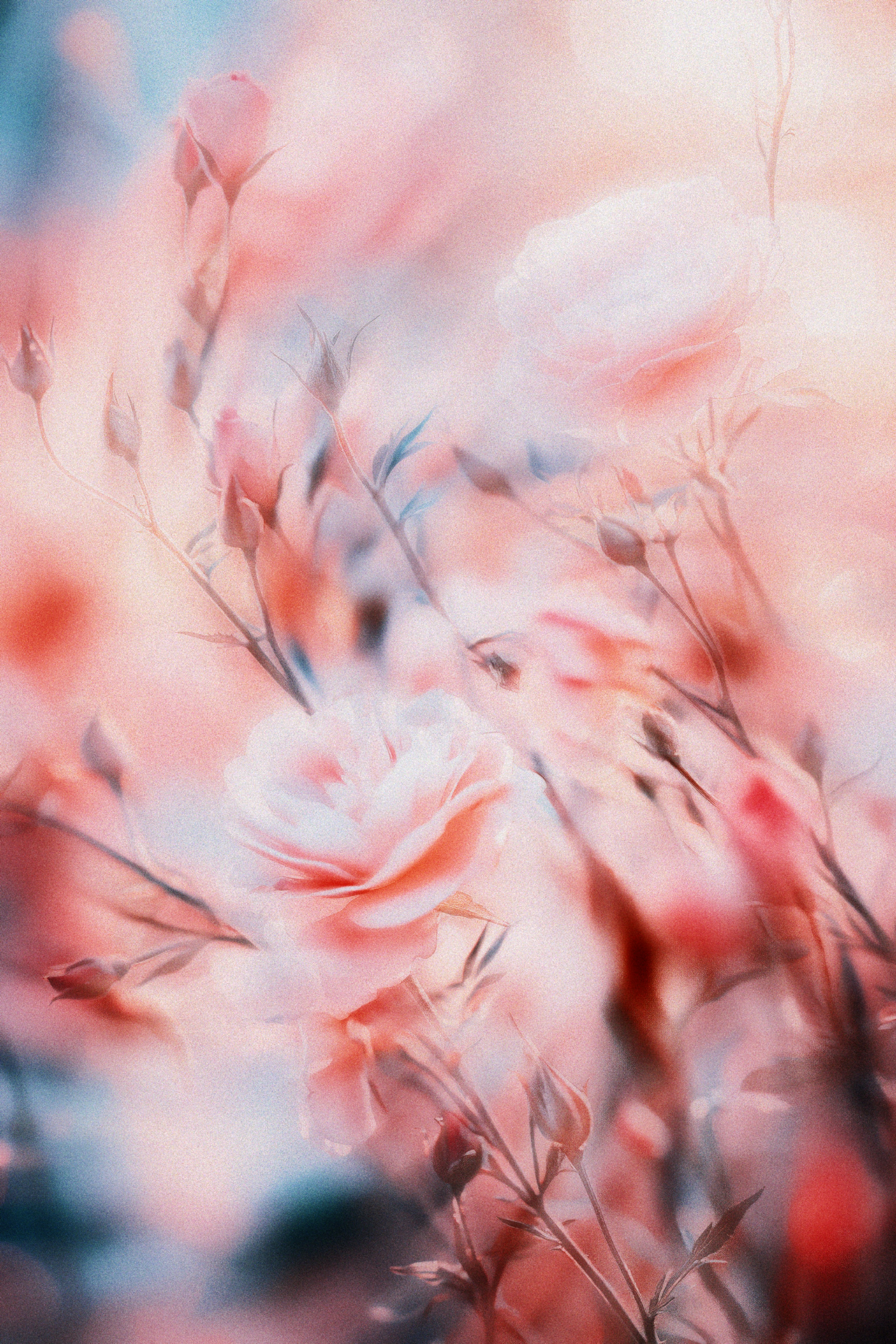 Une photo floue d’un bouquet de fleurs photo – Image gratuite de ...