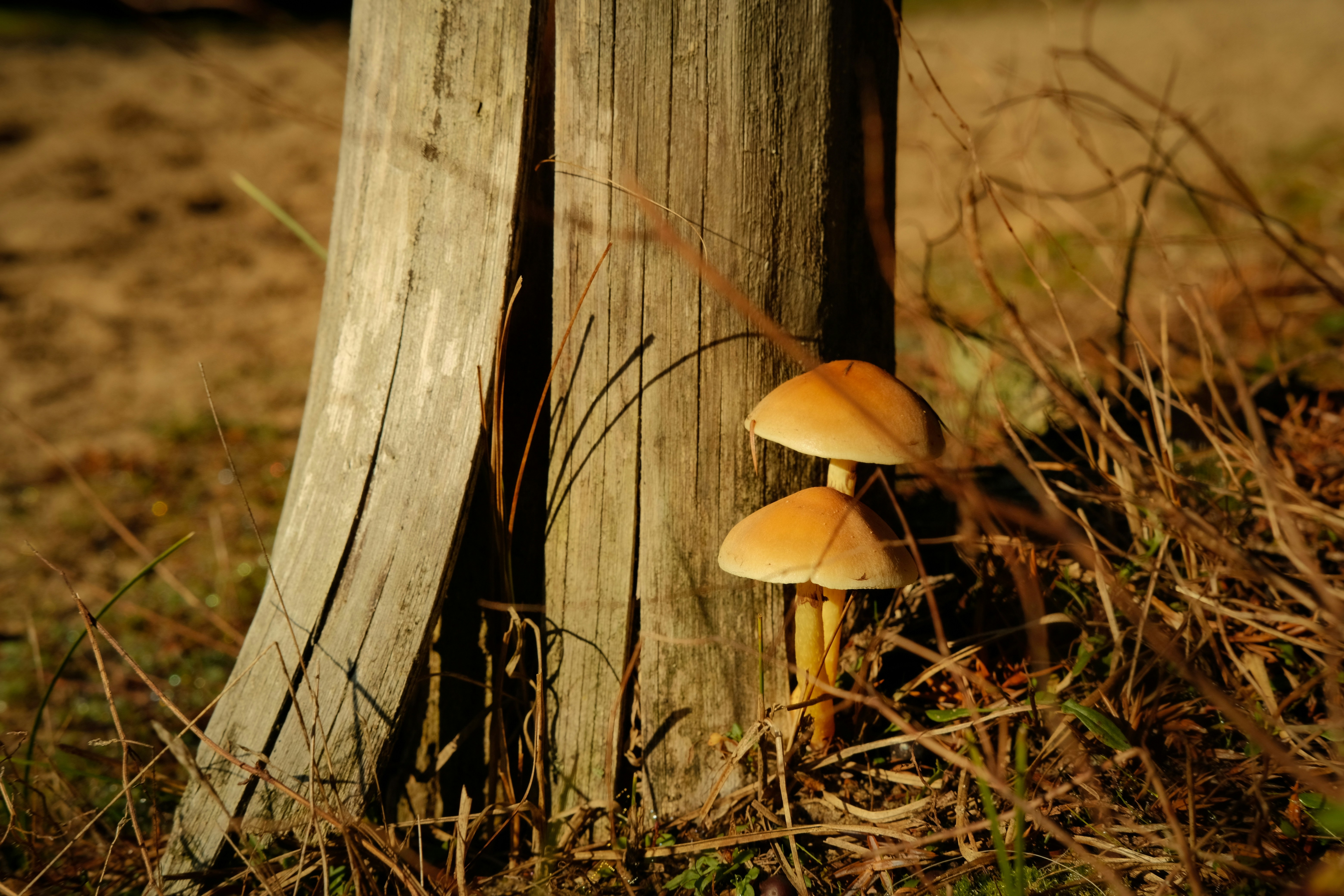 Amber-Capped Mushrooms Nestle by a Weathered Post in Warm Afternoon Light