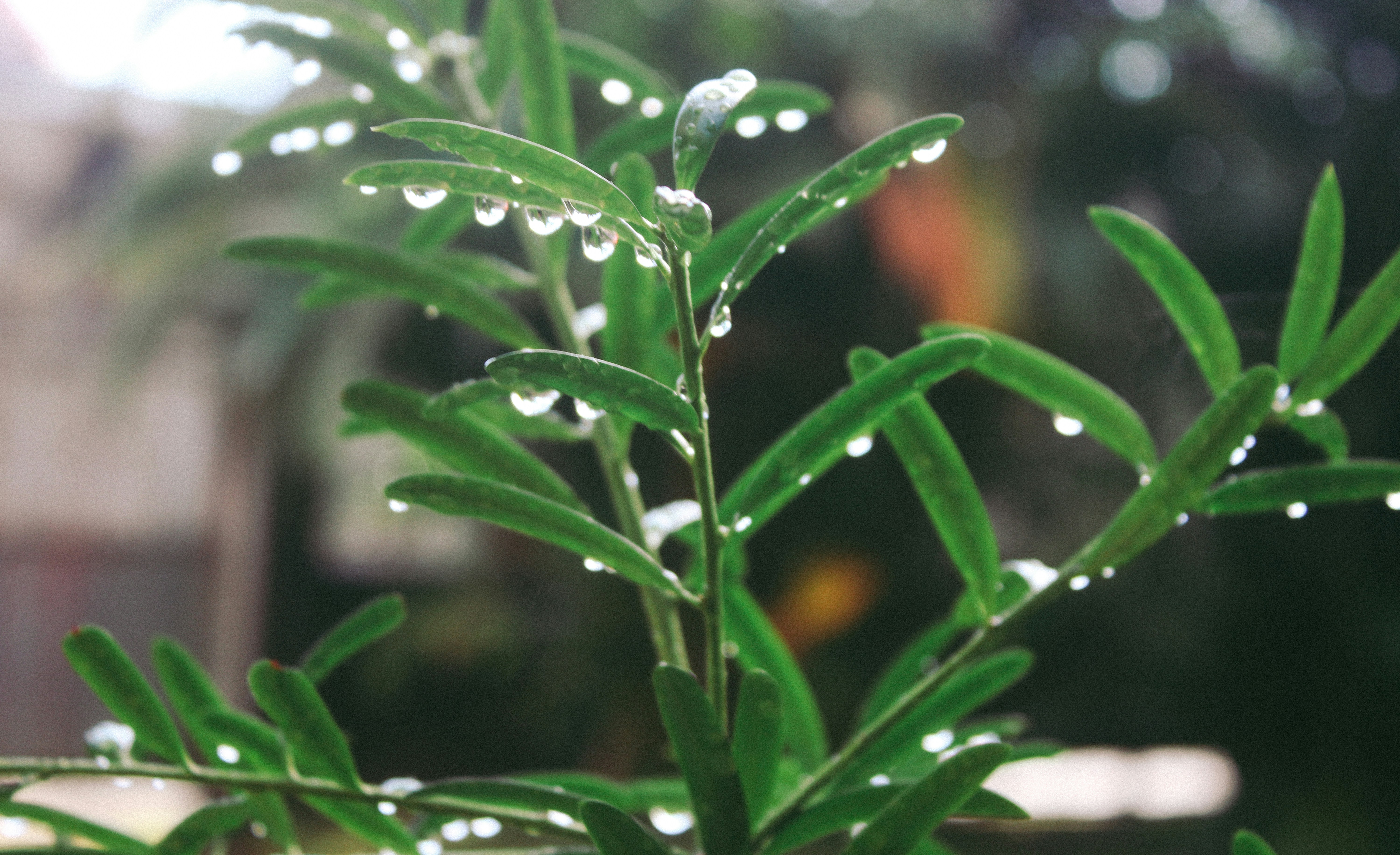 Shiny Bush Plant Pictures | Download Free Images on Unsplash