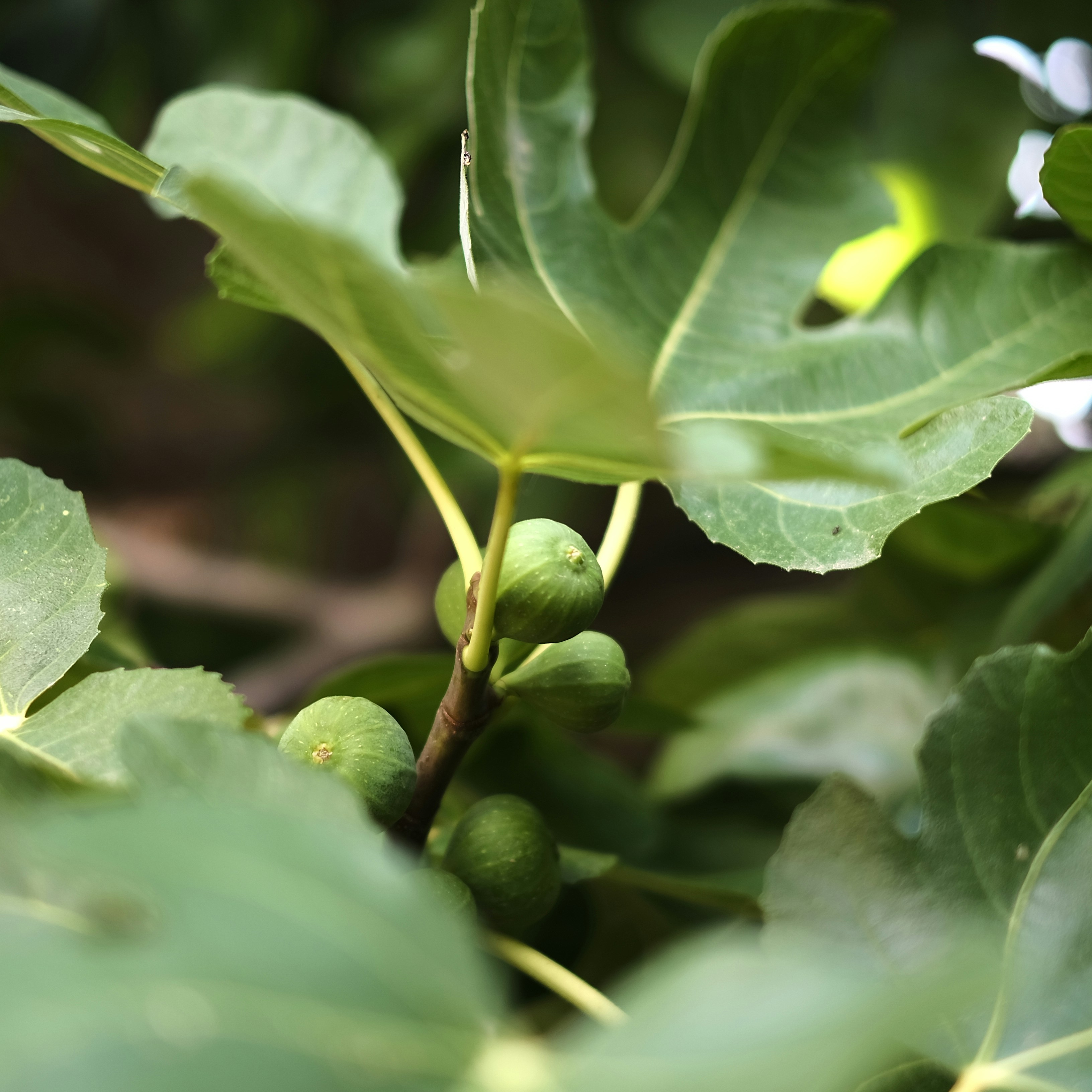 Fig Plant