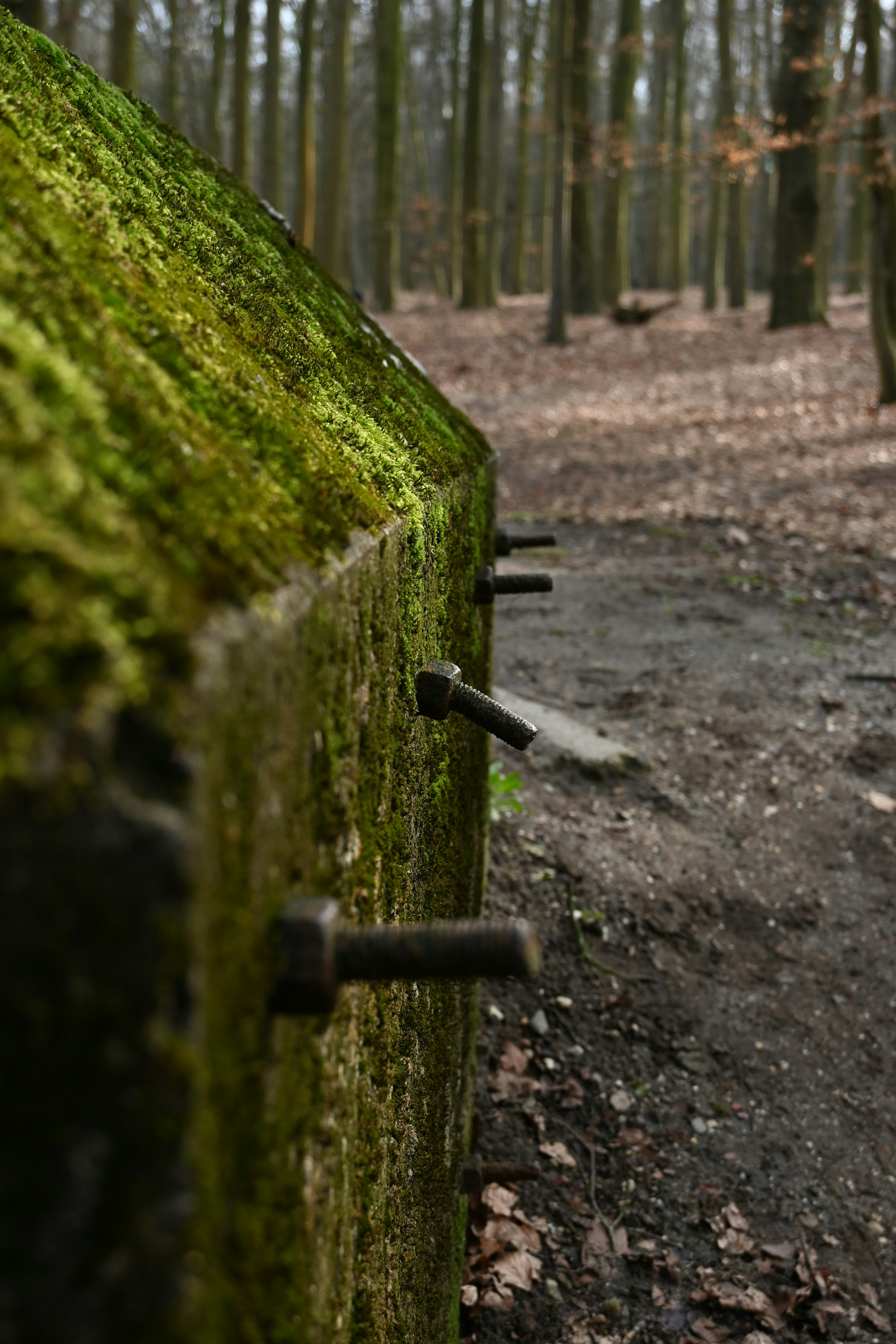 Moss-Covered Barrier: Rusted Bolts Reach Into the Woods