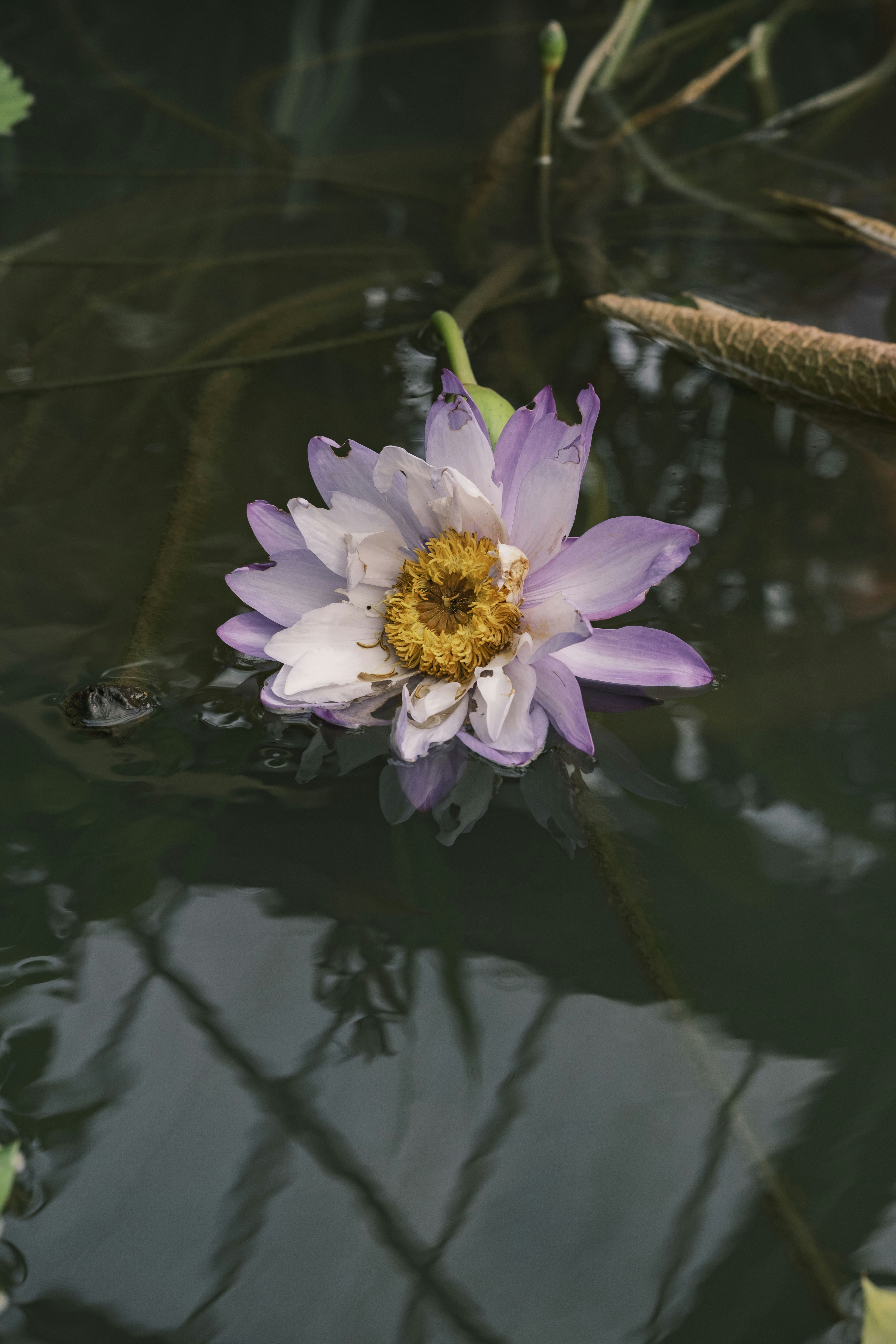 Lilac Waterlily in Quiet Reflections