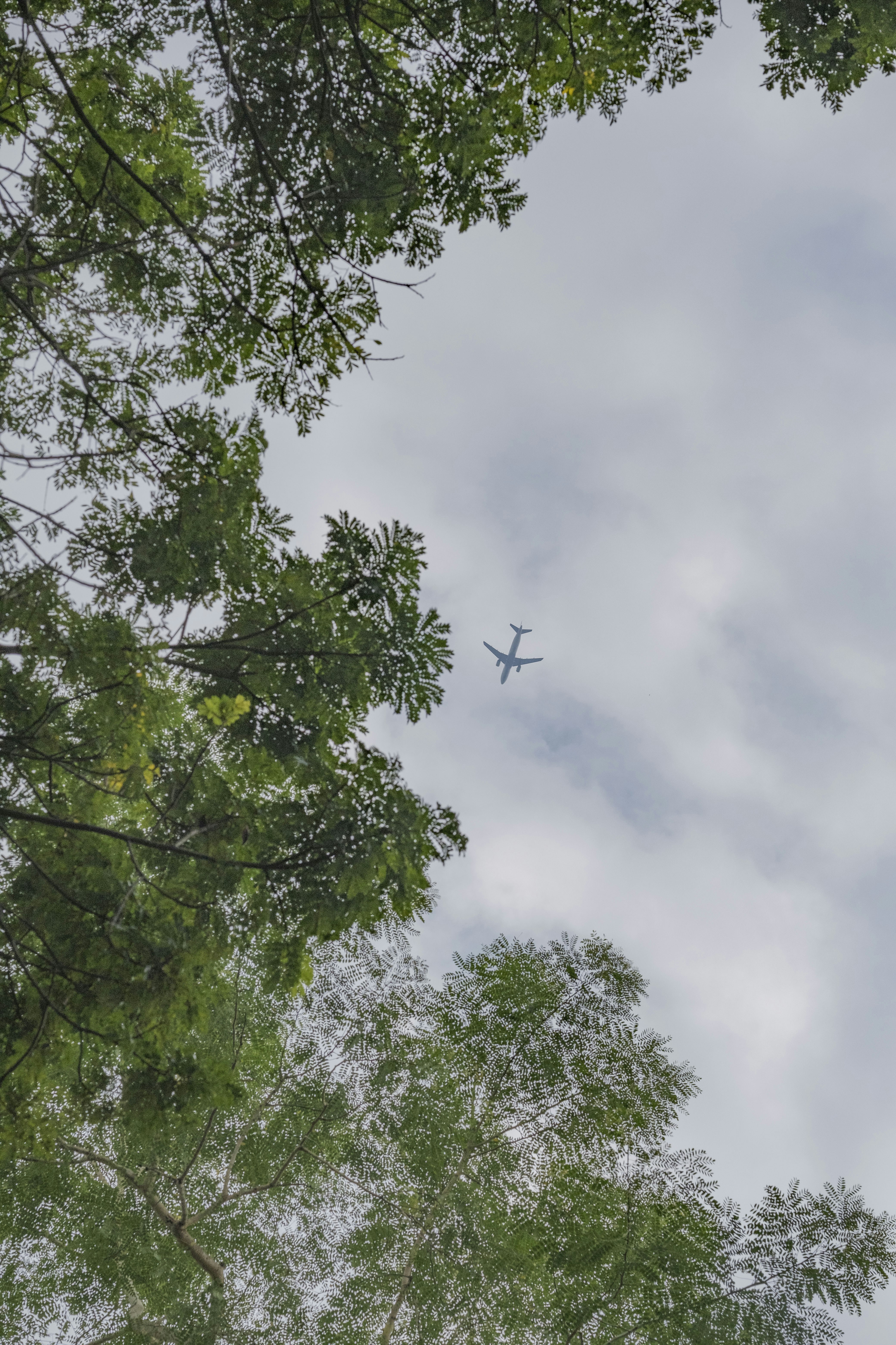 Jet Framed by Leaves: A Quiet Transit Above a Green Canopy