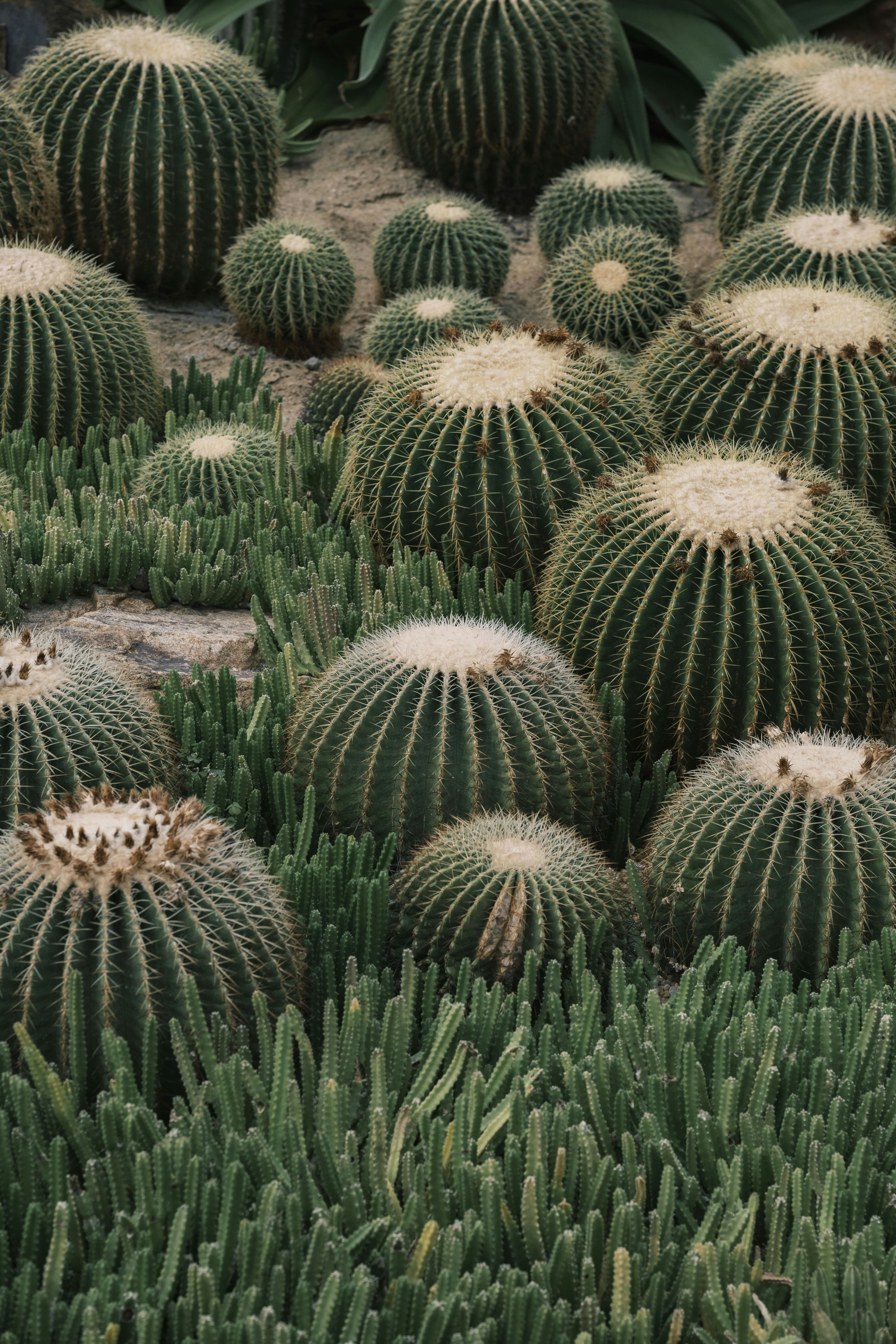 Close-up photograph of globe barrel cacti with radial spines rising from sandy soil, surrounded by low green succulent tufts.