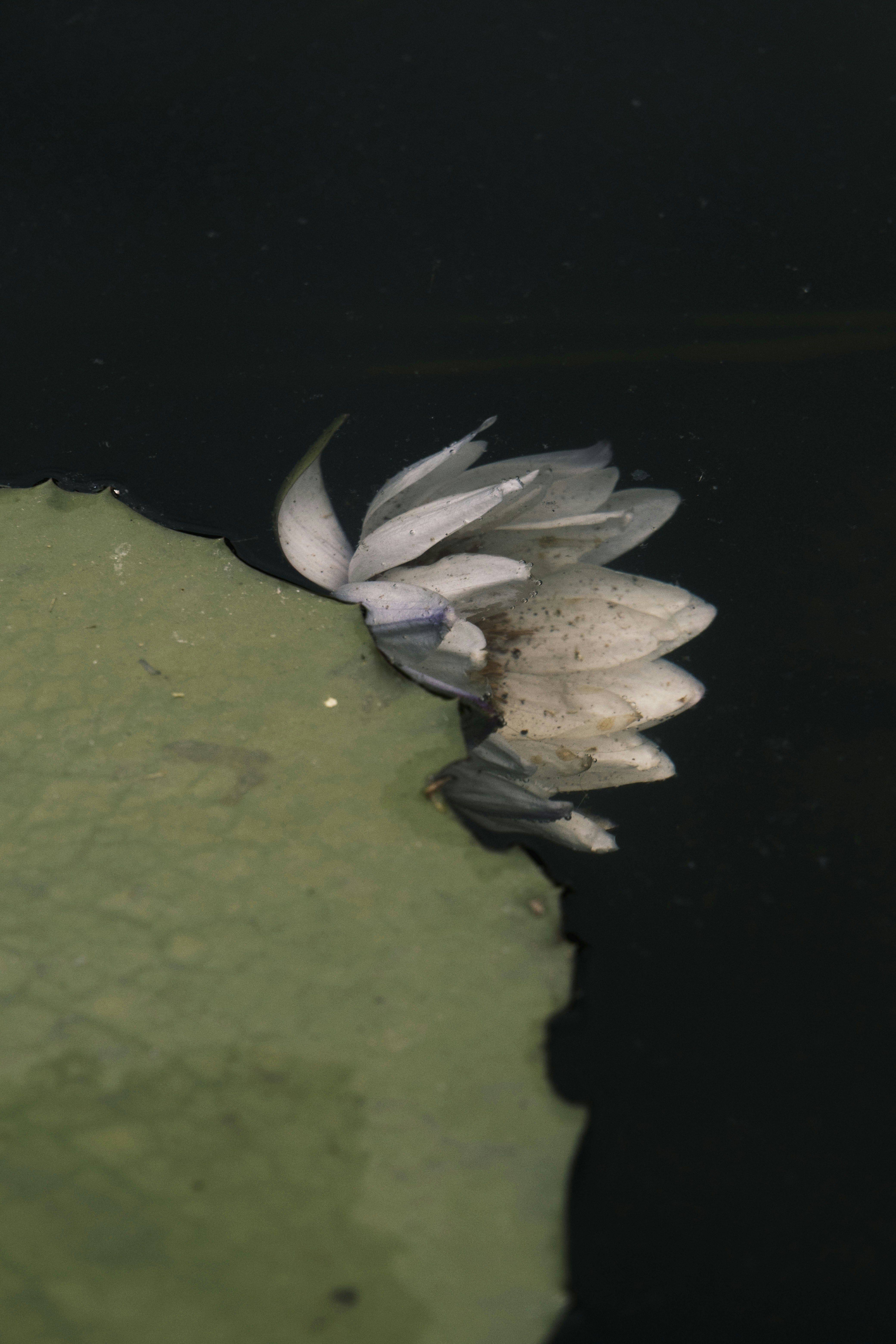 Edge of Bloom: White Lily Petals Nestle Against Midnight Water