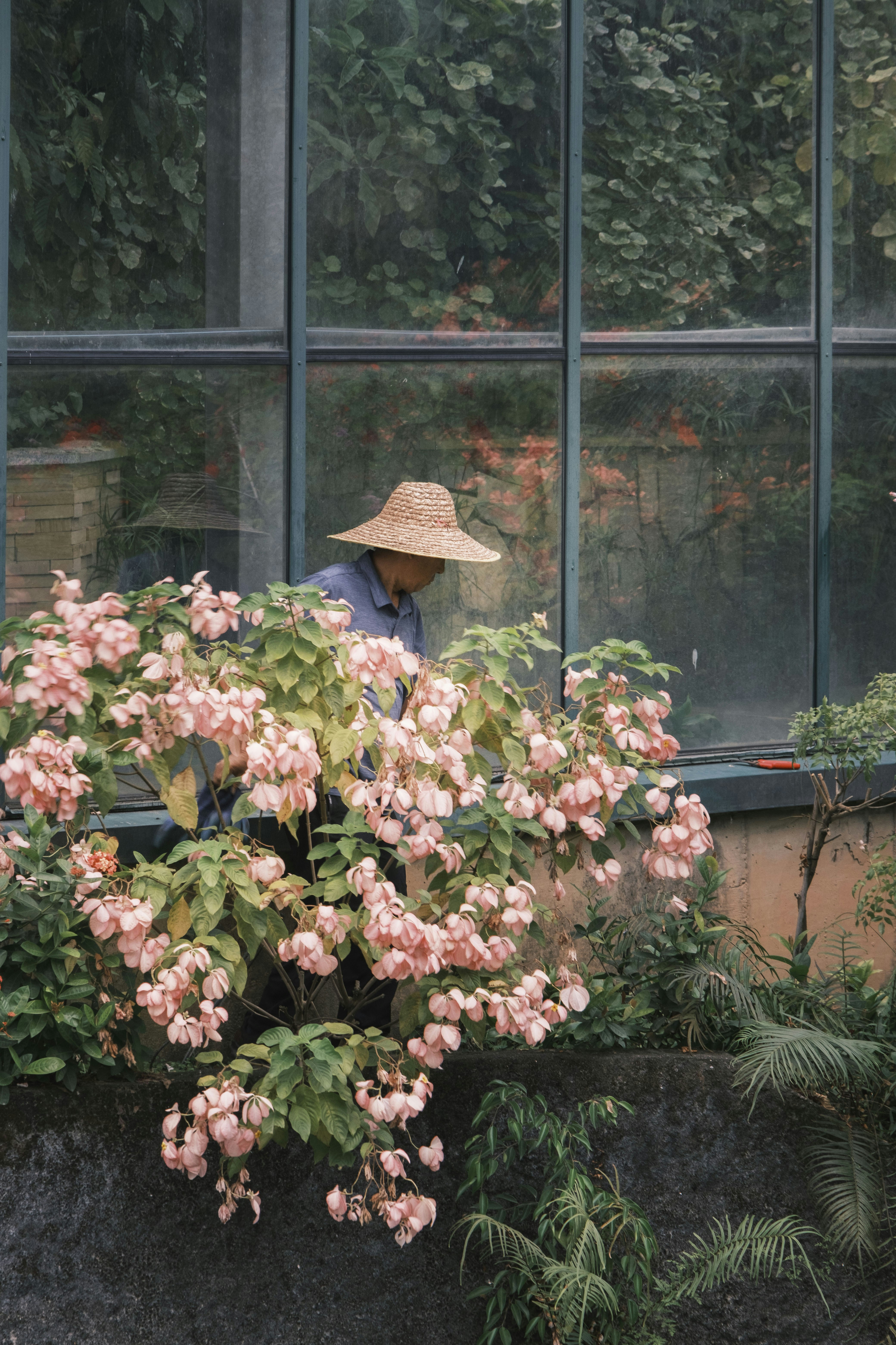 Une femme au chapeau de paille regardant par la fenêtre photo – Image ...