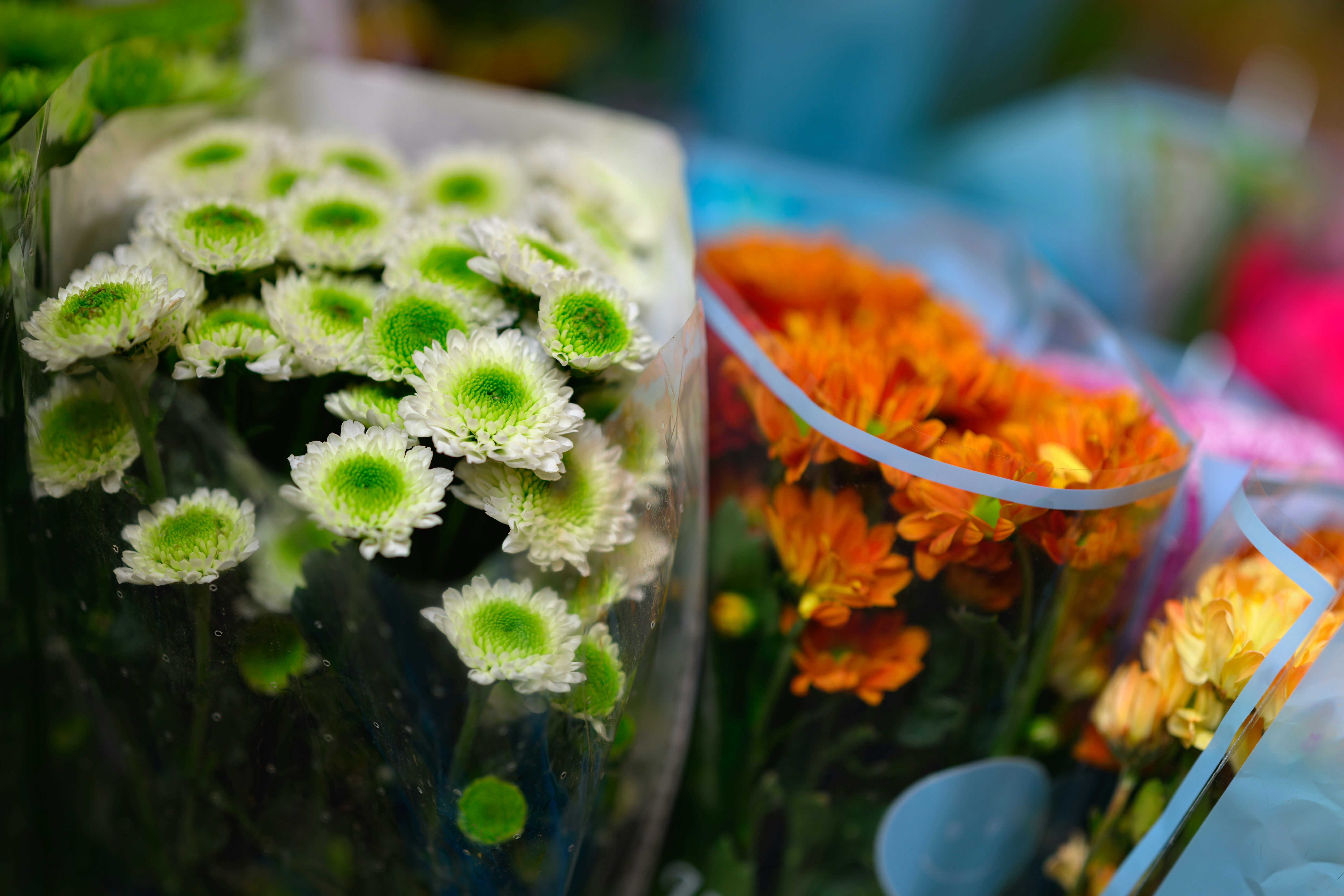 Photo by Declan Sun with Nikon Z8