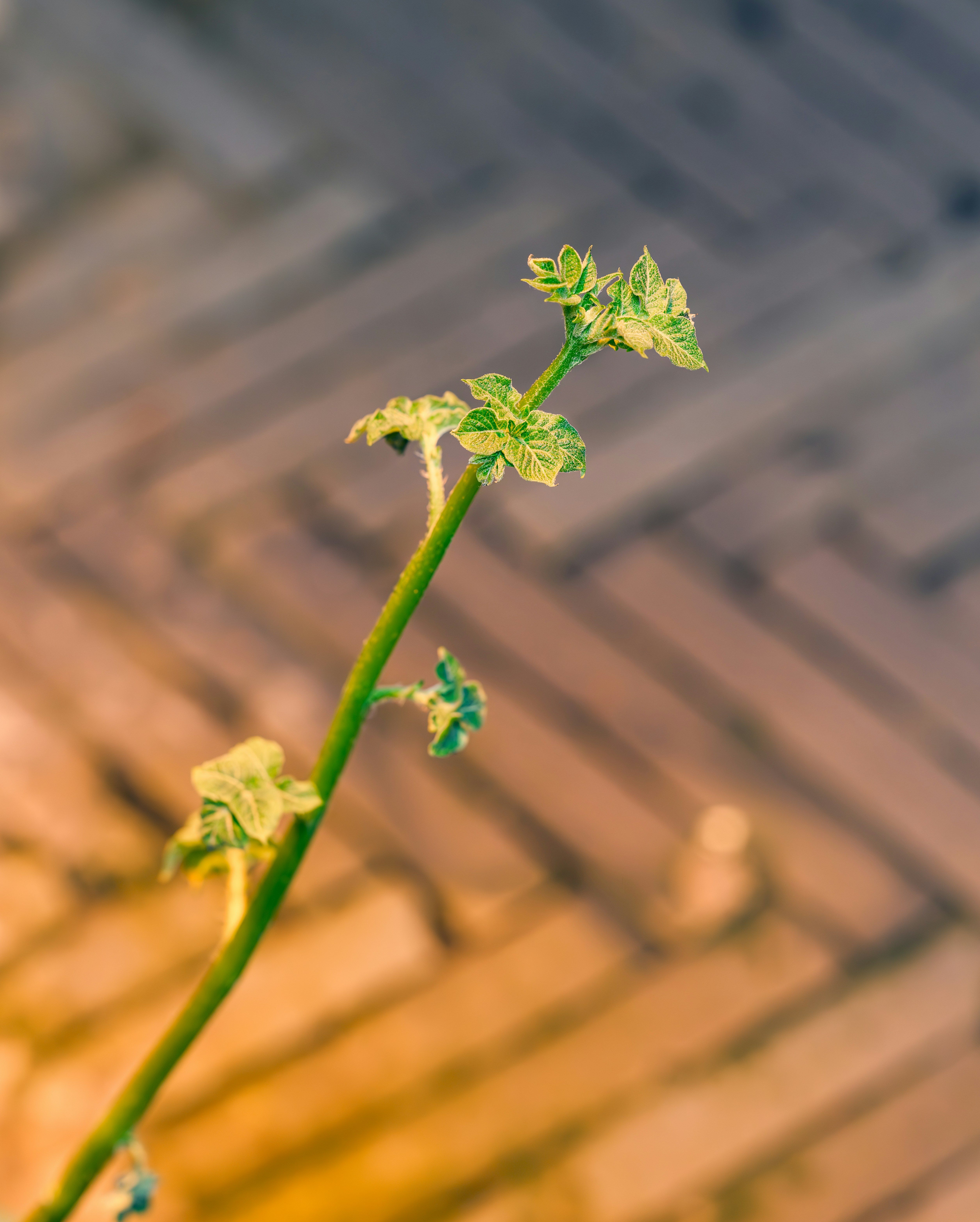 Sun-Kissed Tendril: A Quiet Moment of Growth