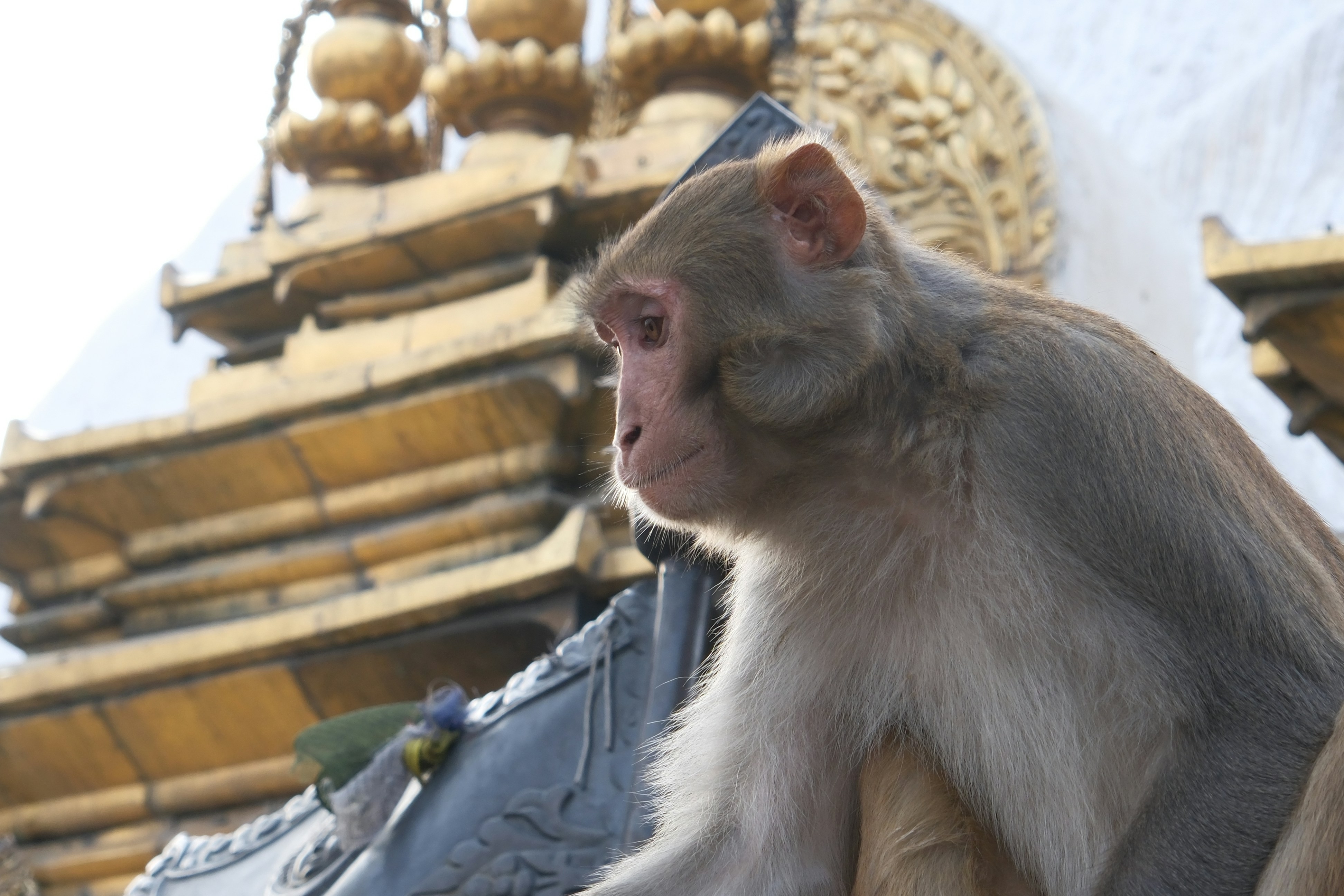 Curious Monkey Framing a Temple: Quiet Vigil Above the Roaring Roofline