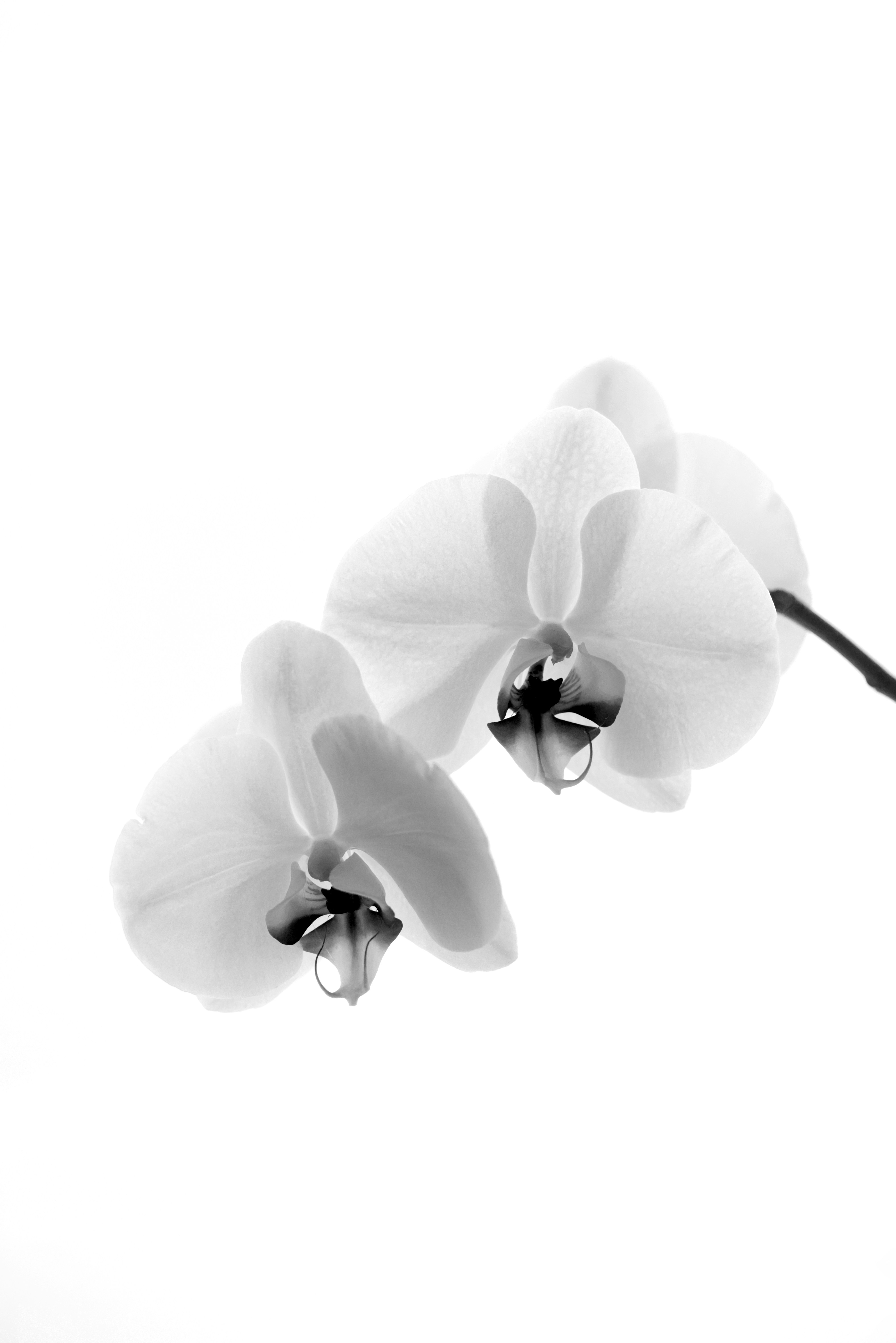 High-Key Phalaenopsis Duo: A Quiet White Florals Moment