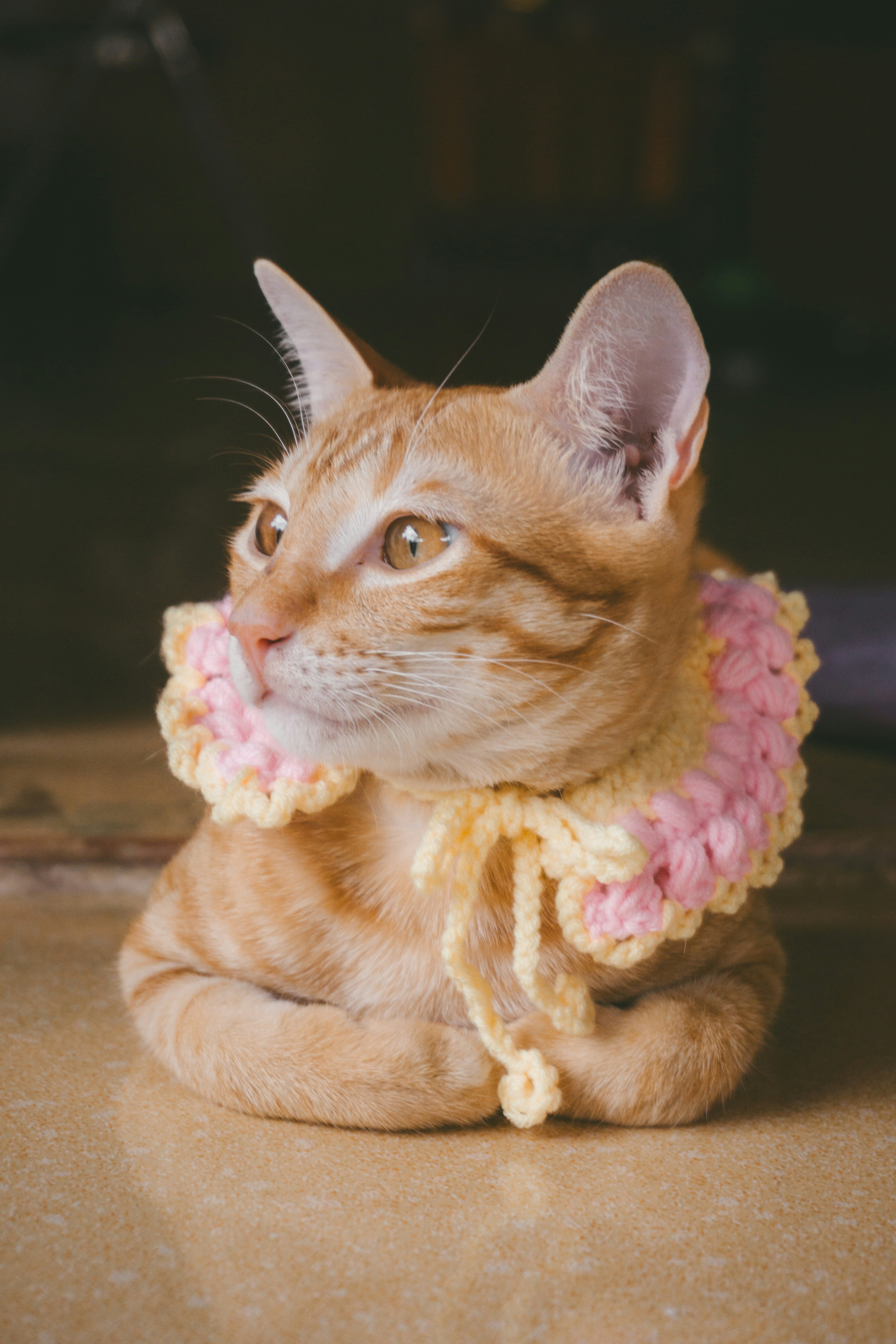 Amber-Eyed Cat in a Candy-Colored Crochet Scarf