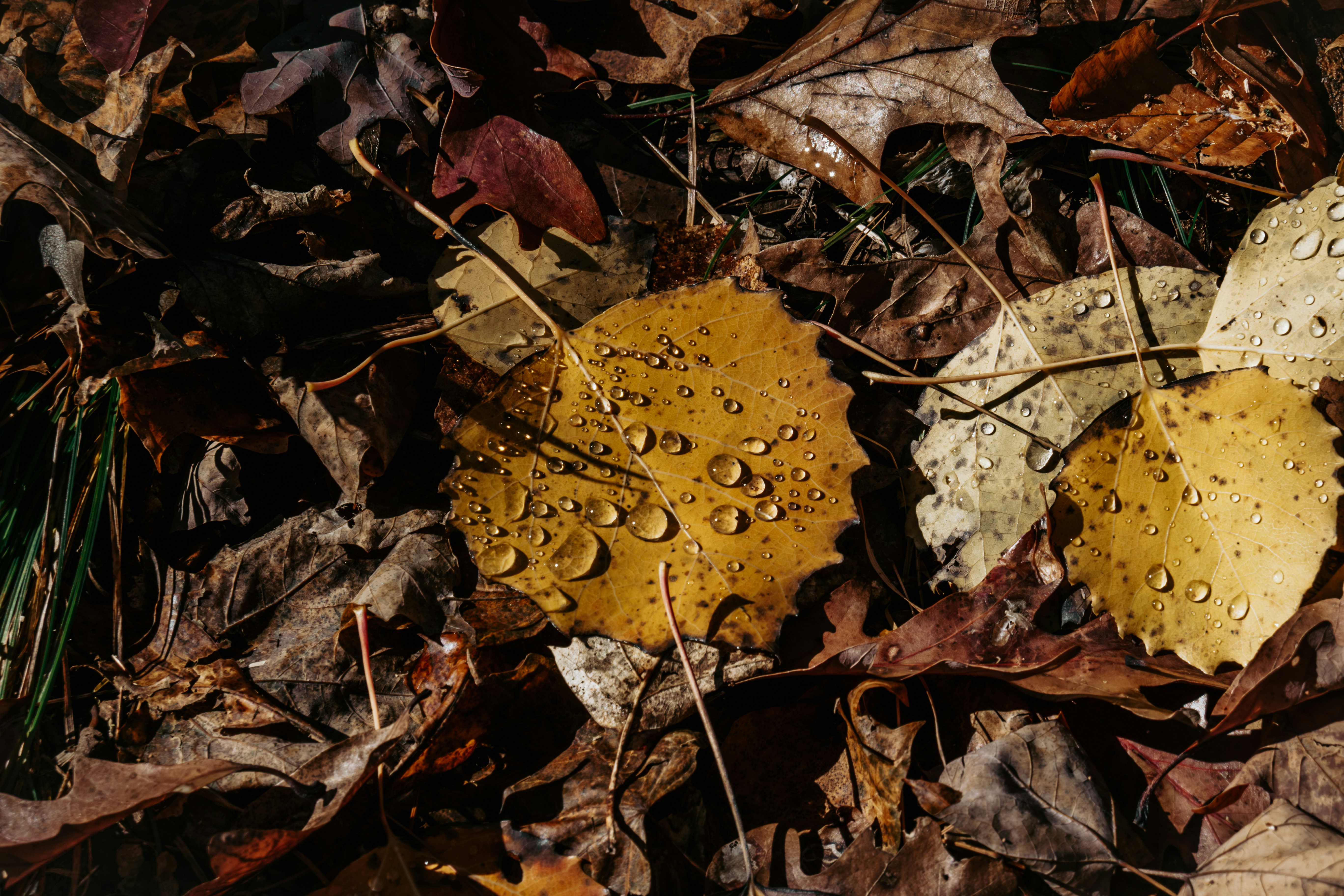 Dew-Lit Amber: A Yellow Leaf Presiding Over a Forest Floor Mosaic