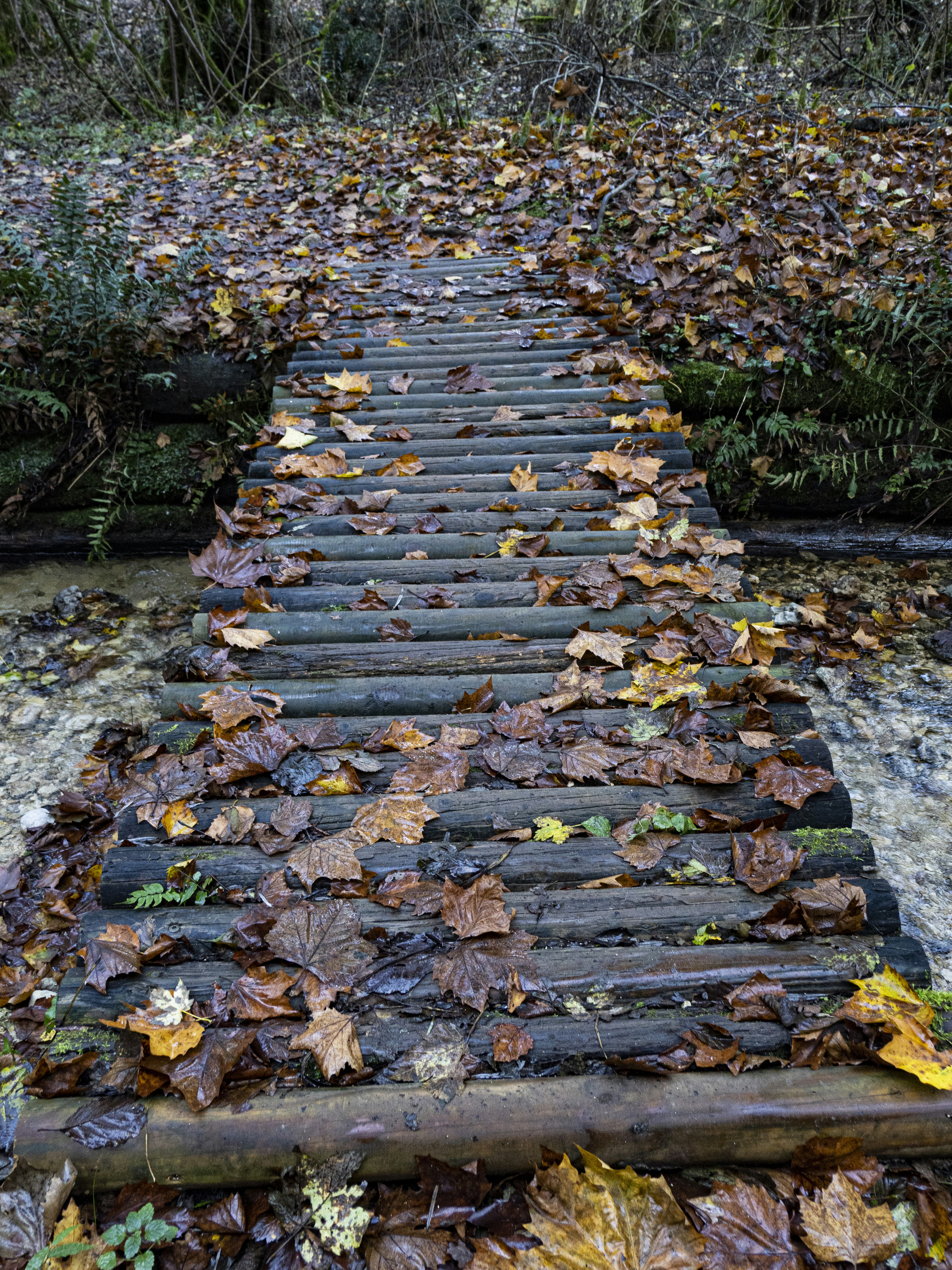Whispering Footbridge: Autumn Leaves Weaving Across Weathered Planks