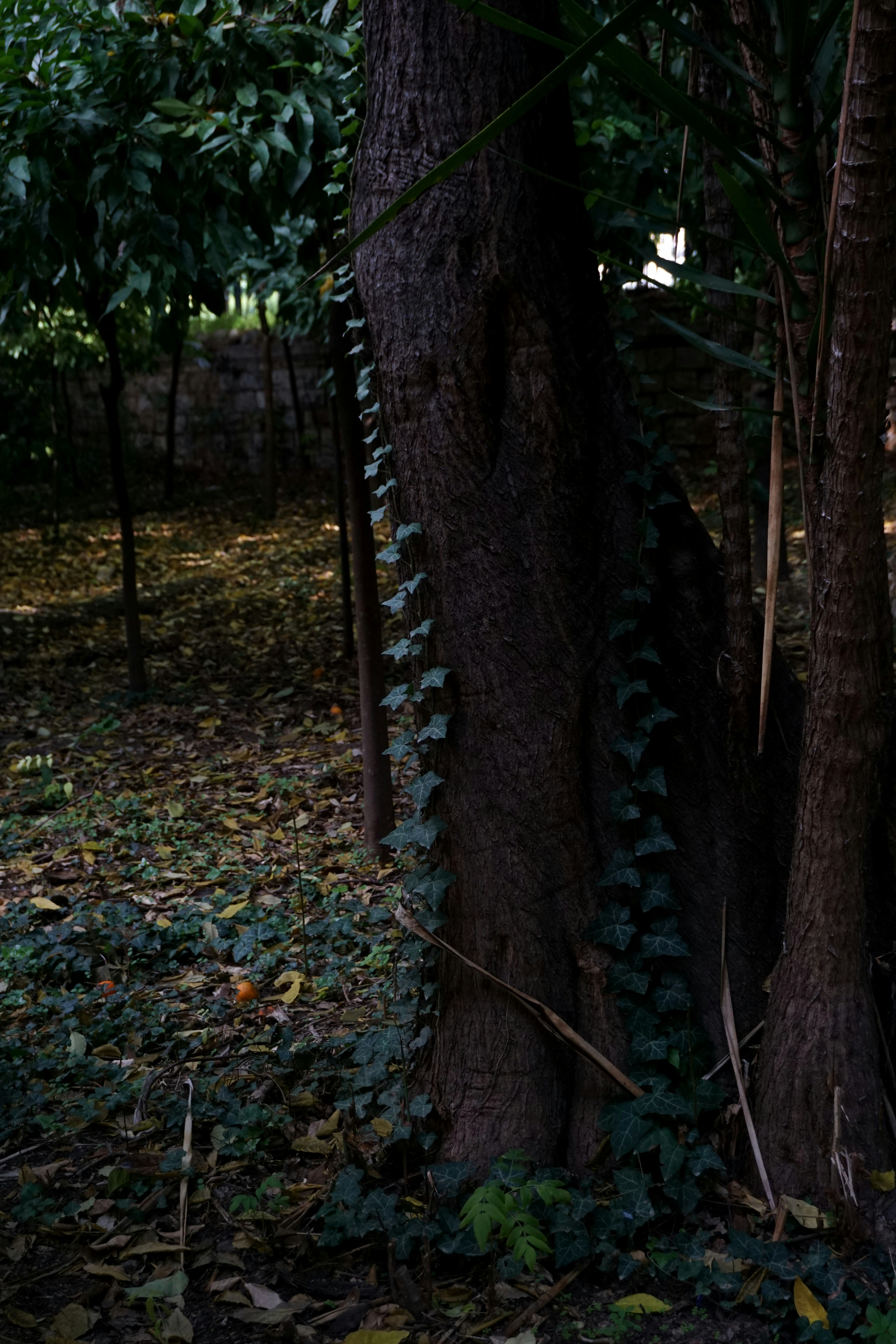 Ivy-Clad Trunk Anchored in a Shadowed Forest Understory