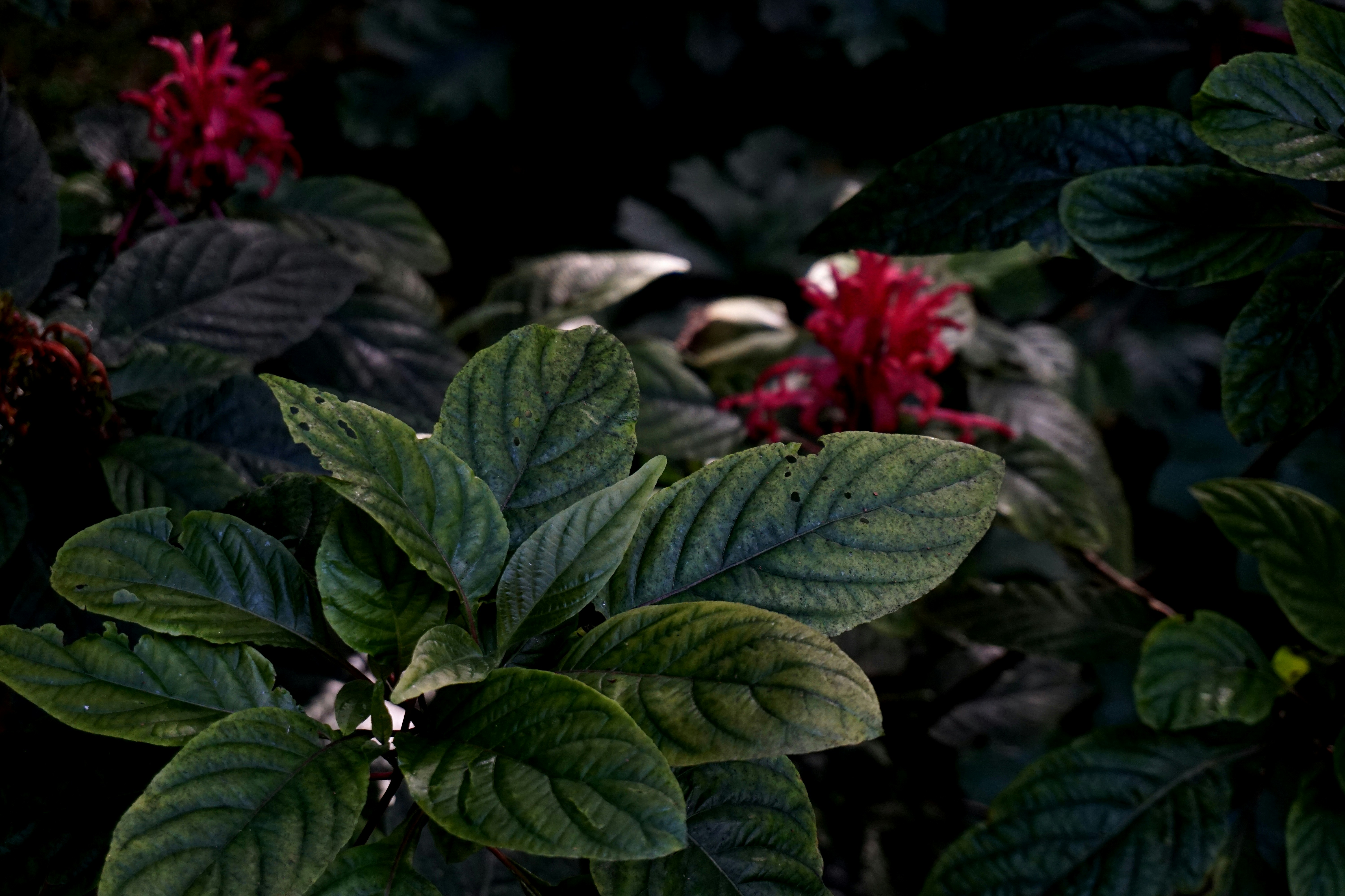 Emerald Leaves and Scarlet Blossoms in Subdued Light