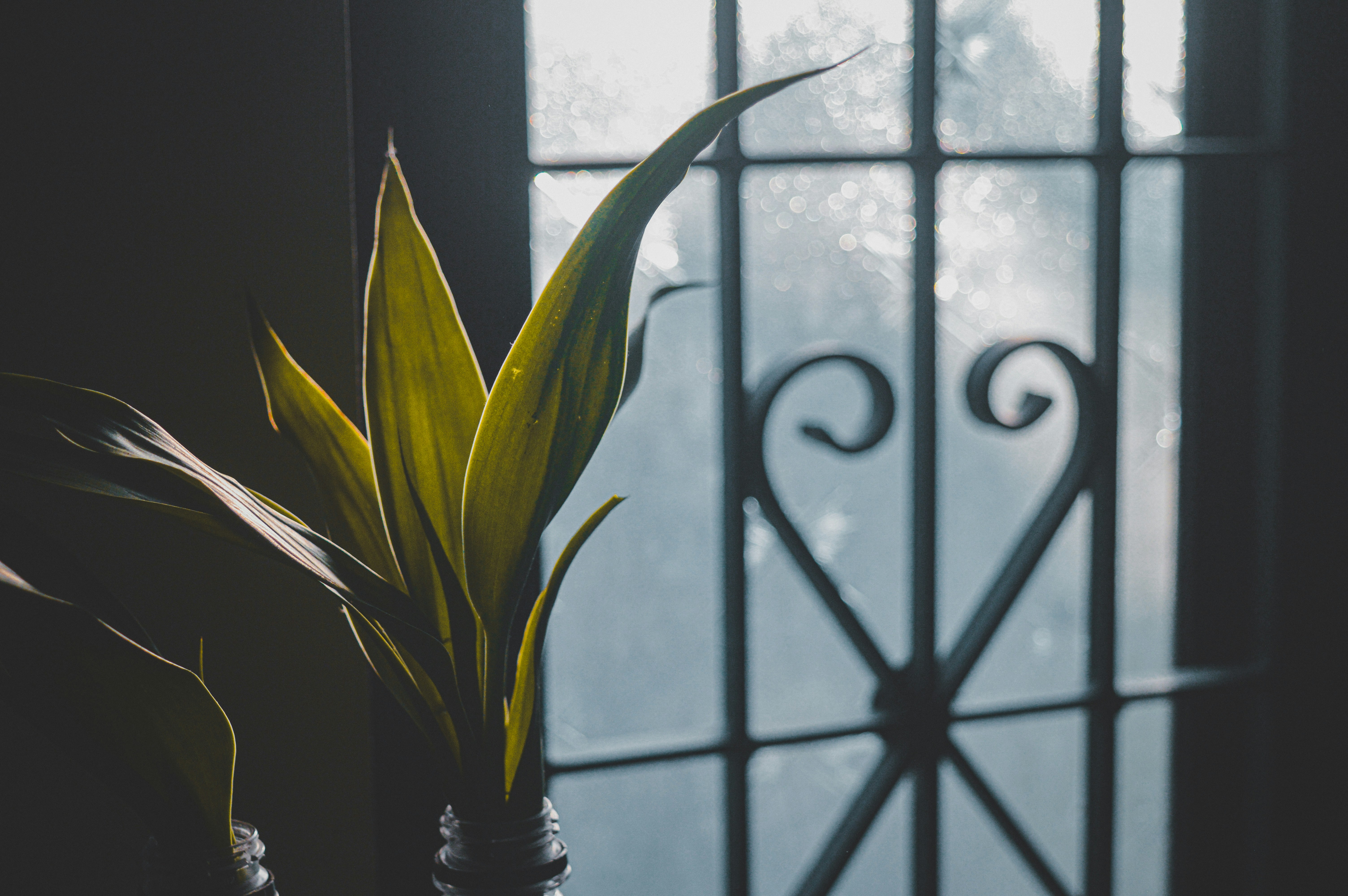 Emerald Spear by Frosted Glass