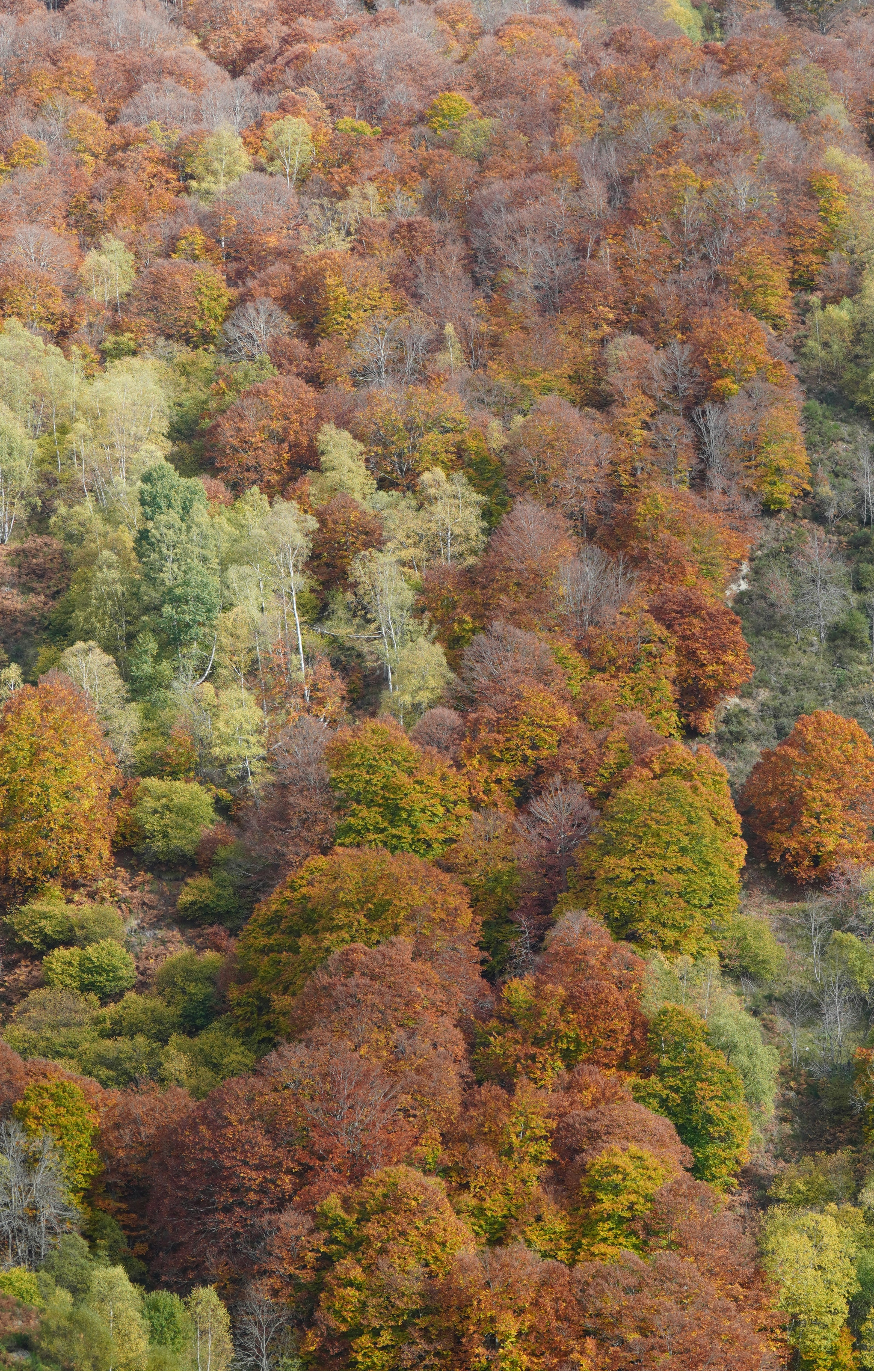 A forest filled with lots of different colored trees photo – Free ...