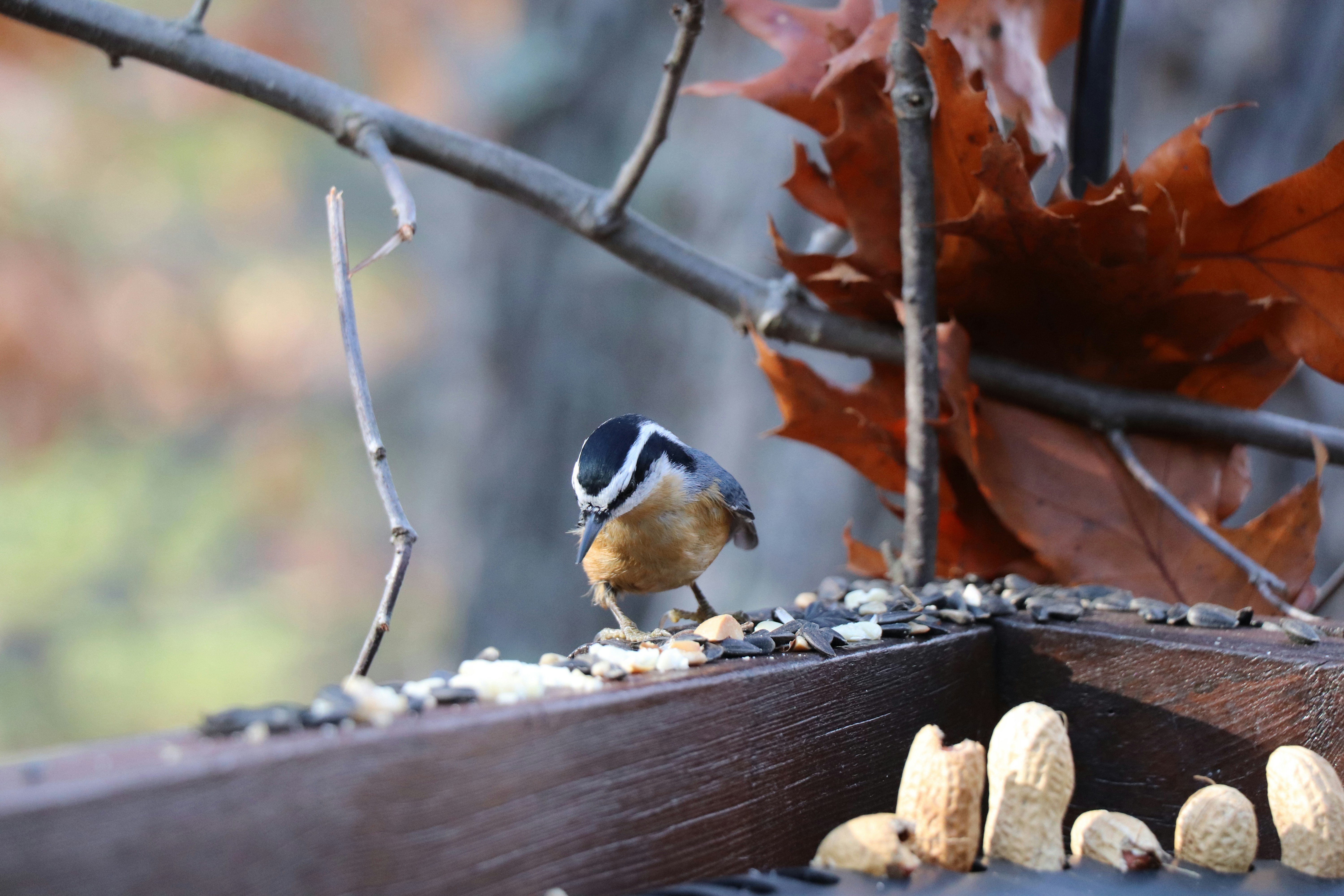Blue Tit at the Nut Feeder: Quiet Autumn Moment in Soft Light