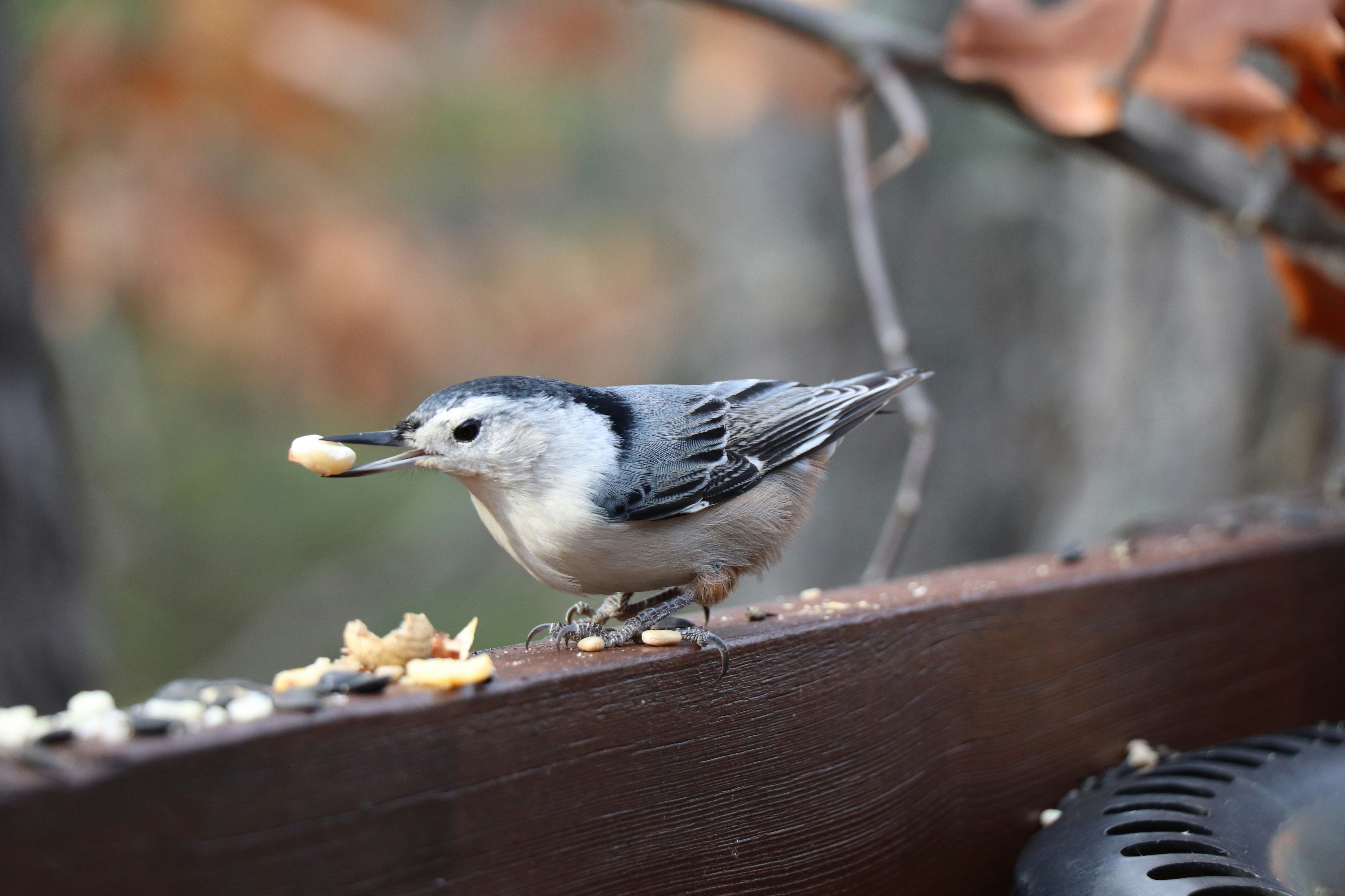 A small bird eating food off of a bench photo – Free Bird Image on Unsplash