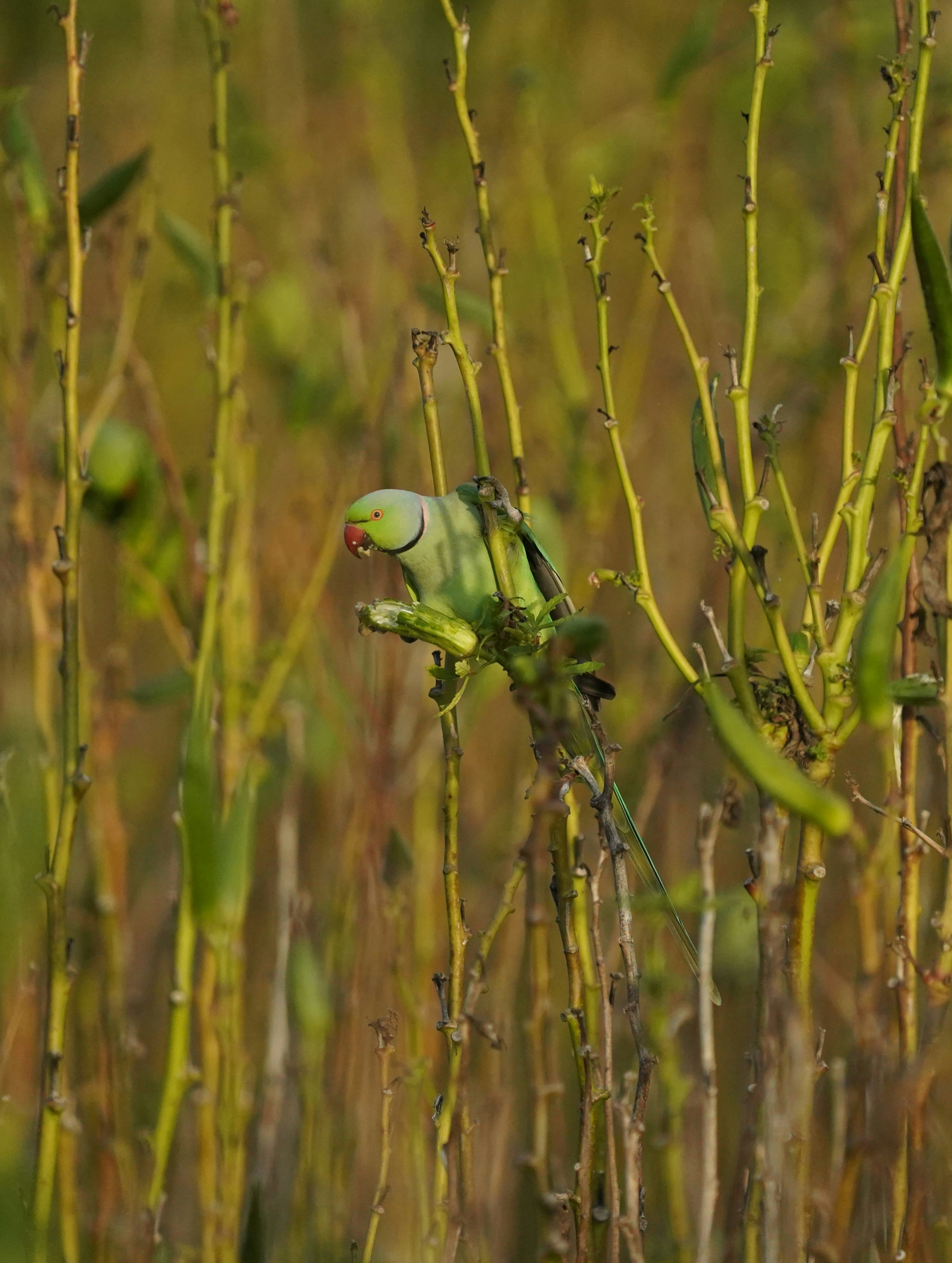 Emerald Parrot Among Spindly Stems
