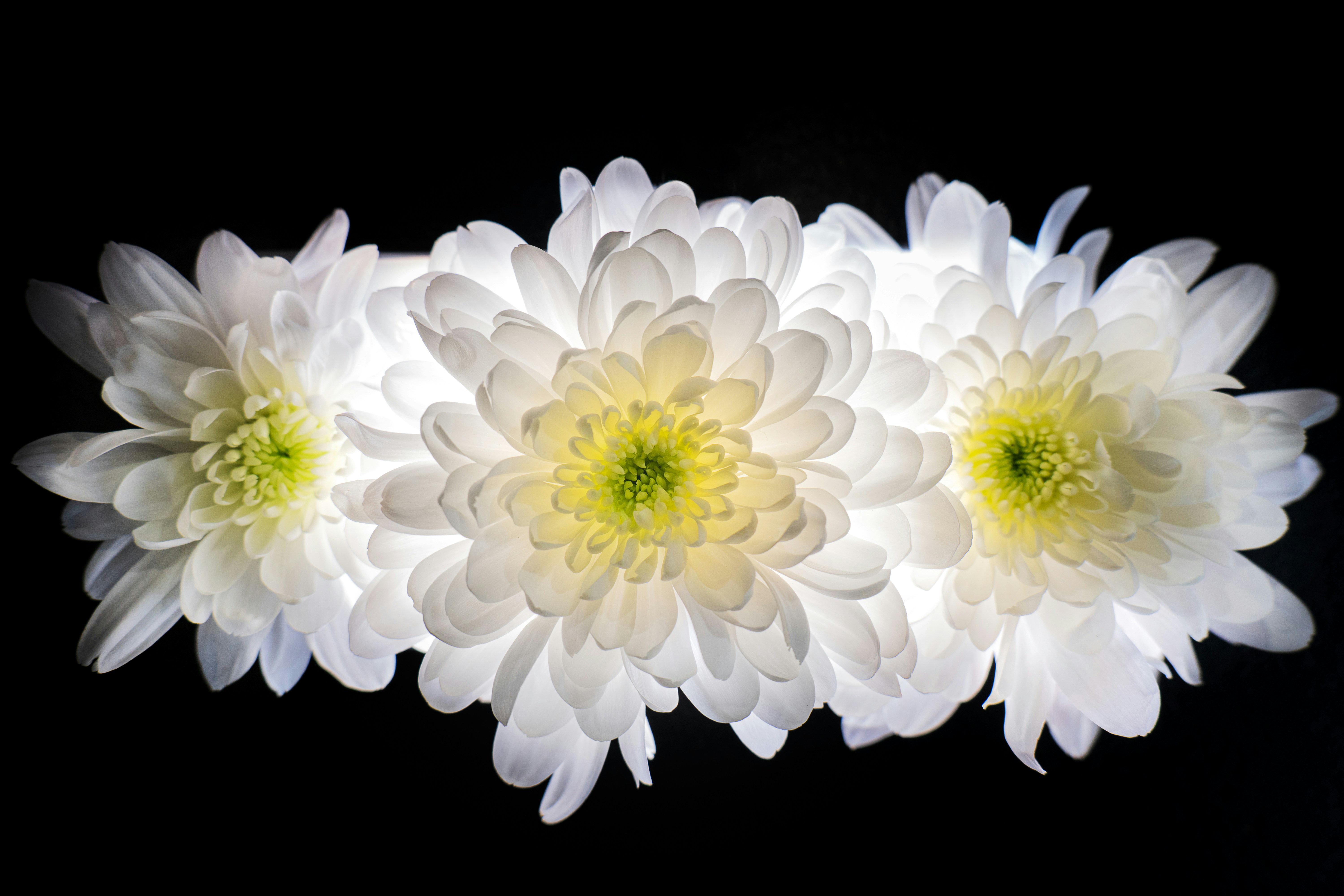 Petal Trio Under Velvet Black: White Chrysanthemums Close-Up