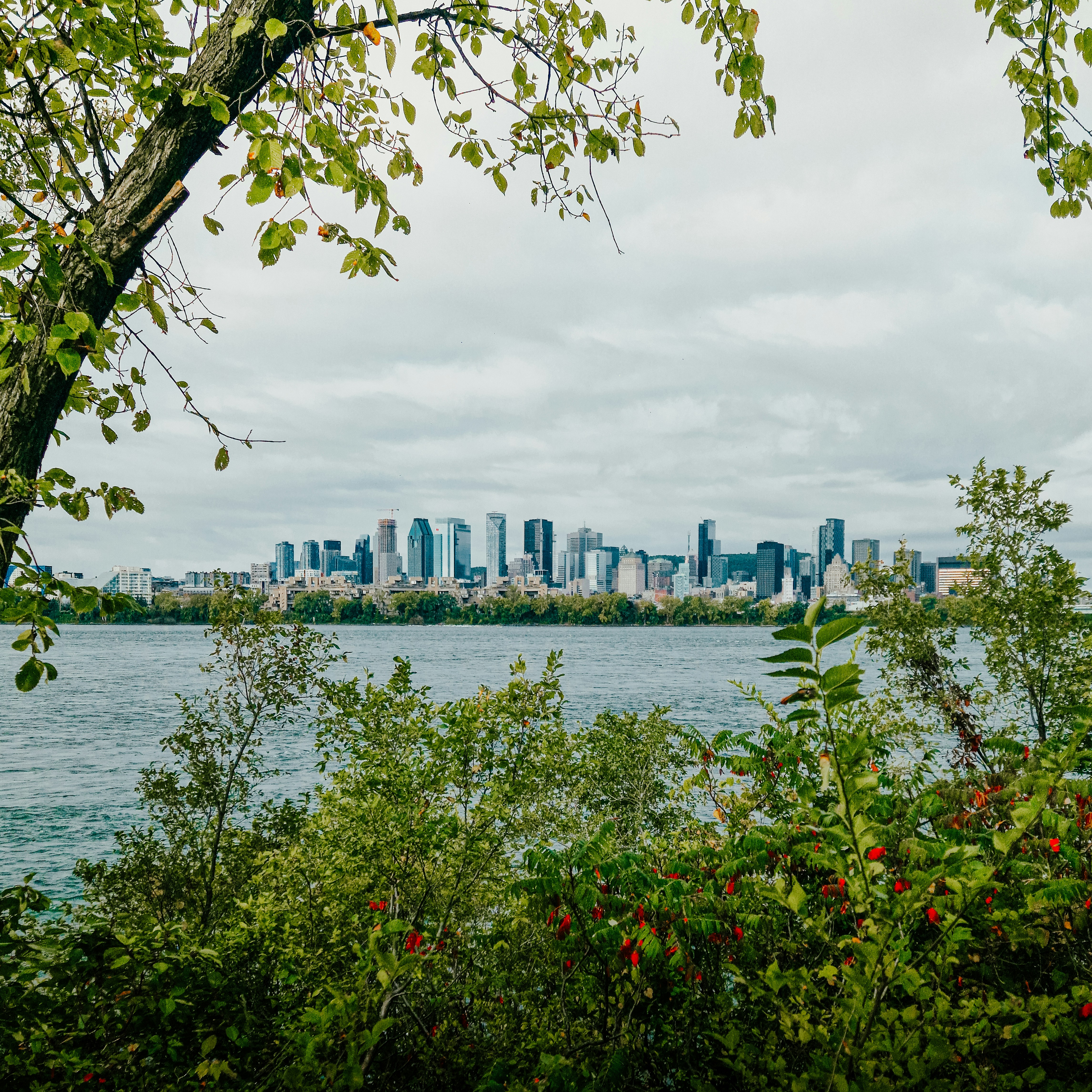 Framed City Horizon: Urban Silhouette Beyond a Riverside Garden
