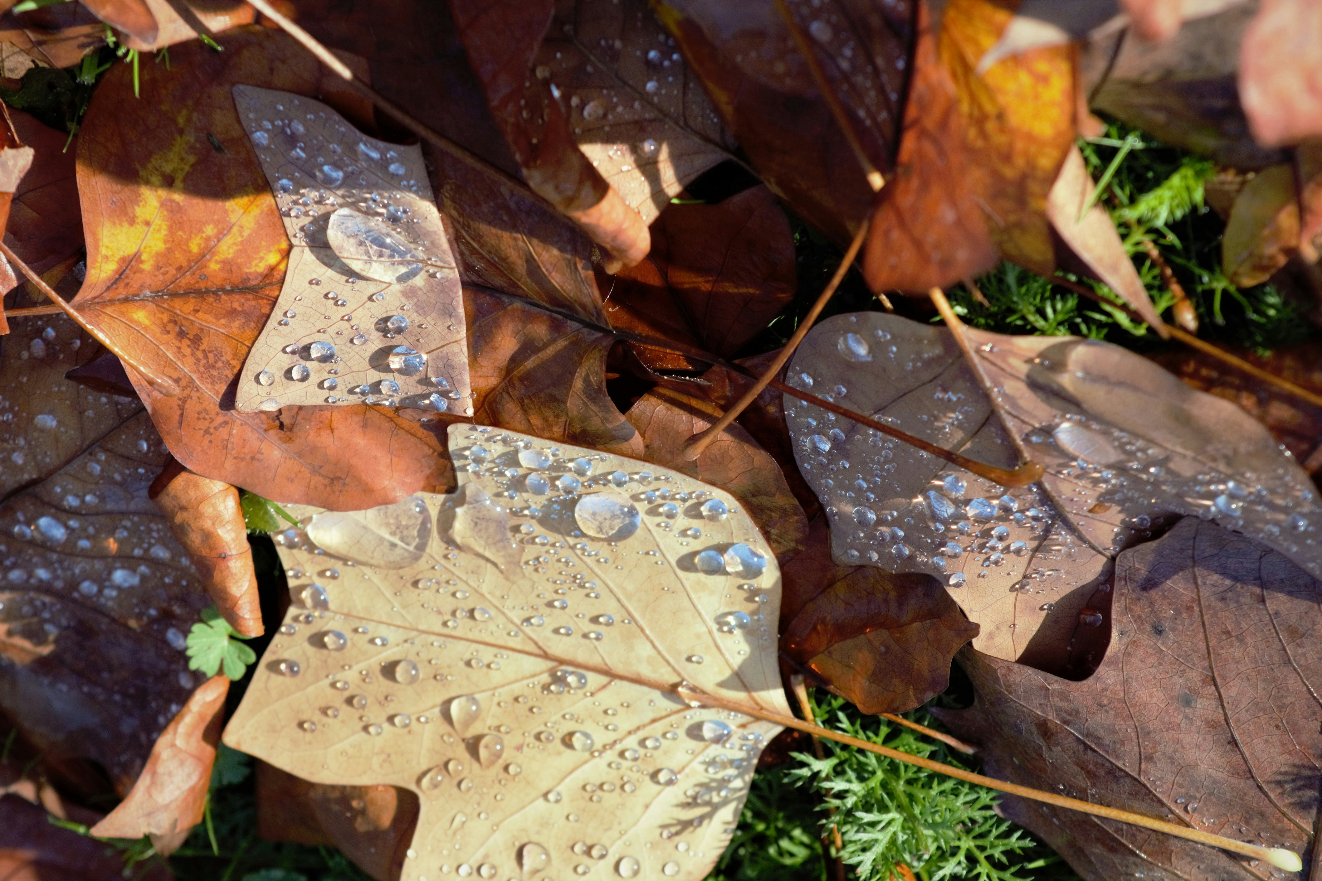 Autumn's Dew-Kissed Canvas