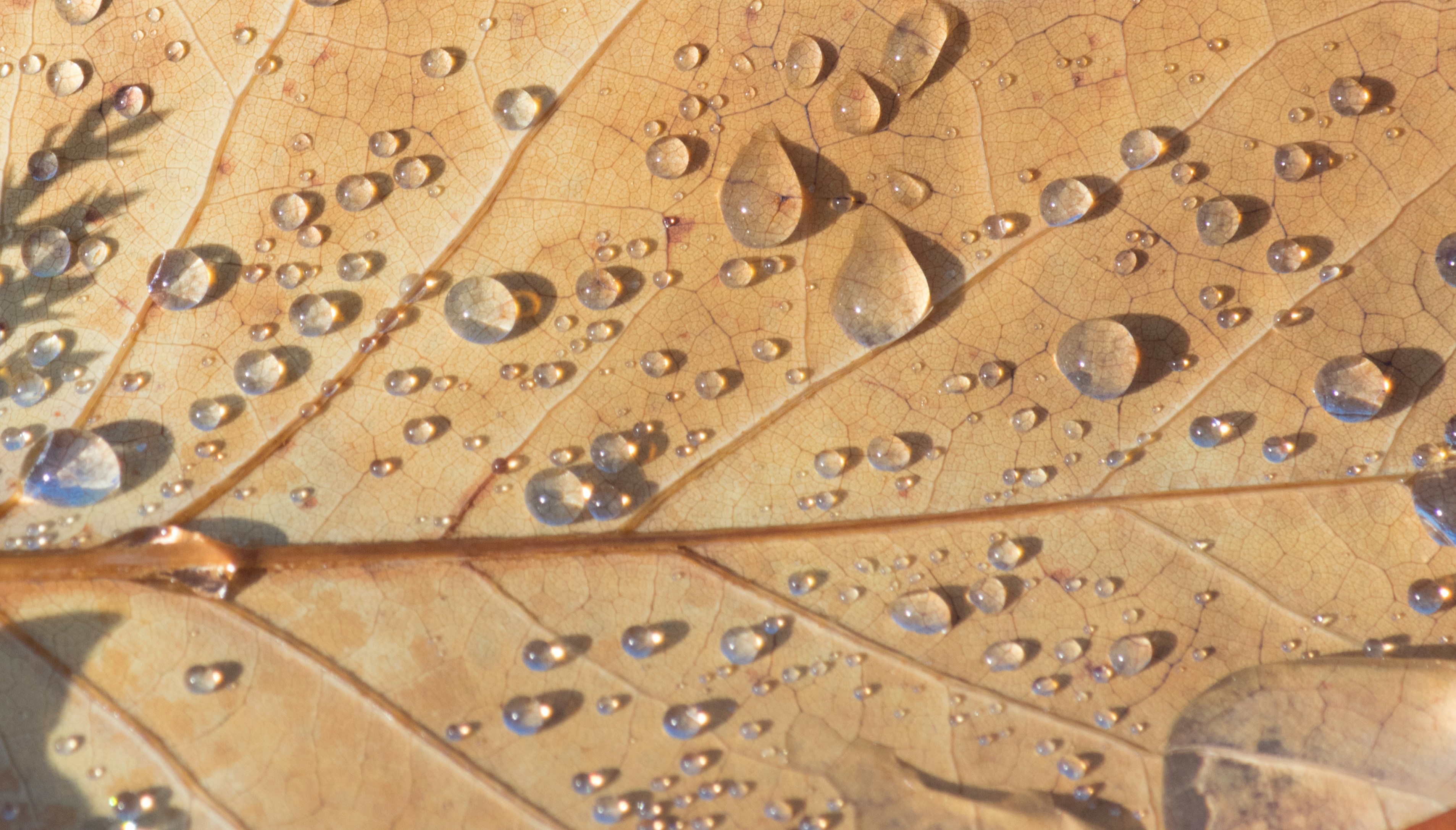 Dew-Lace on a Golden Leaf: a Macro Portrait in Morning Light