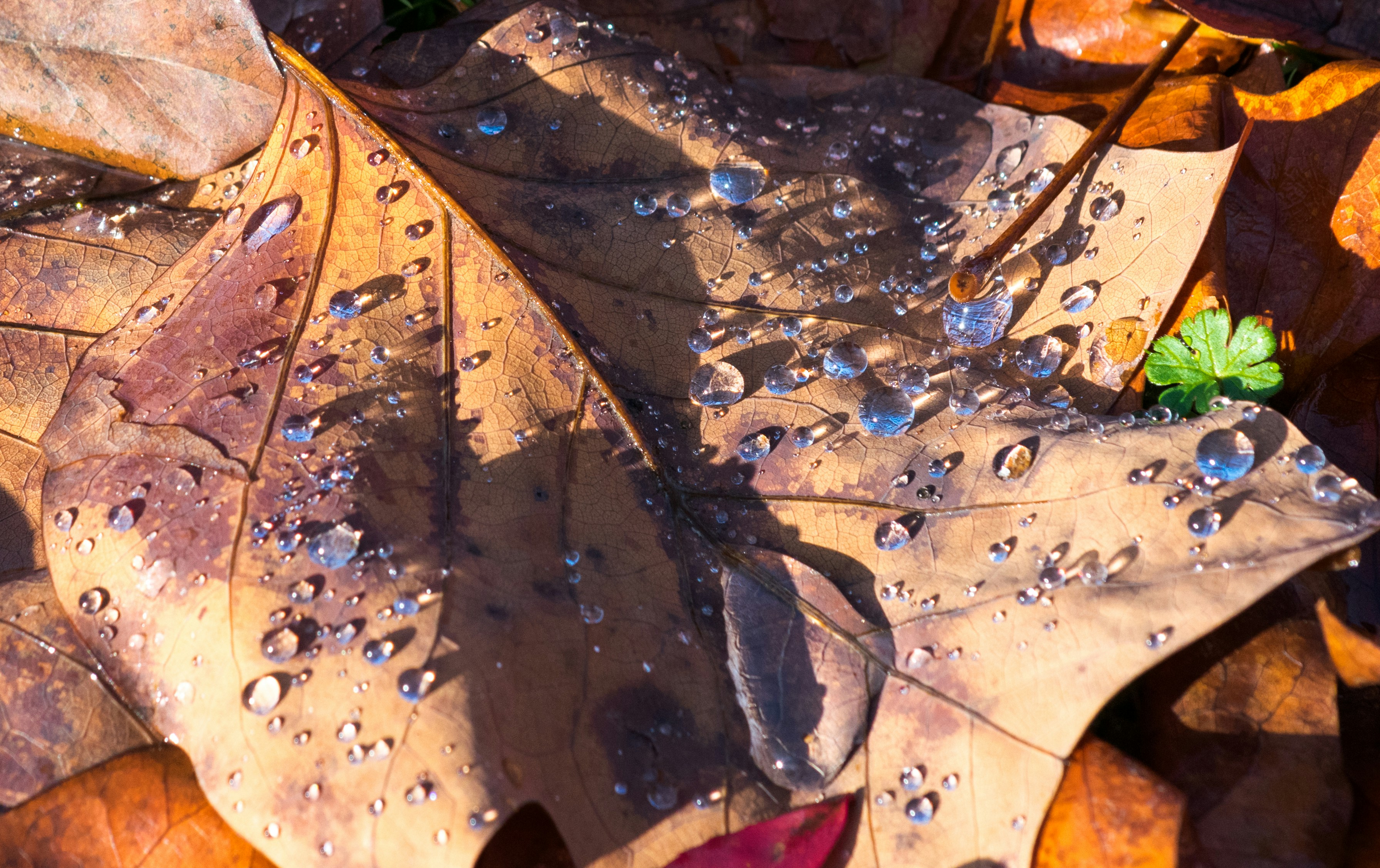 Dew-Pearled Leaf: Autumn Light on Textured Veins
