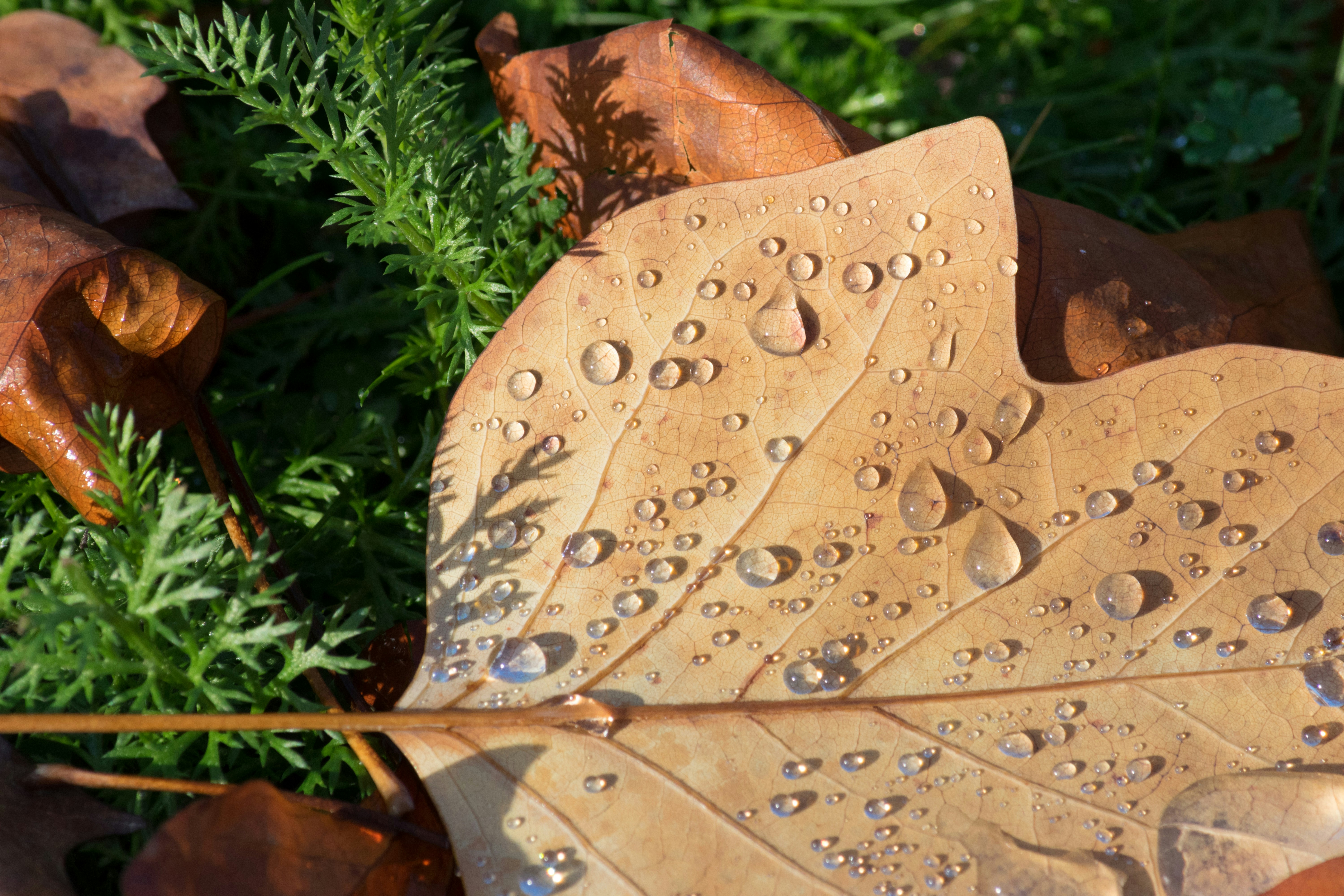 Dew-Rimmed Bronze Leaf in a Green Morning
