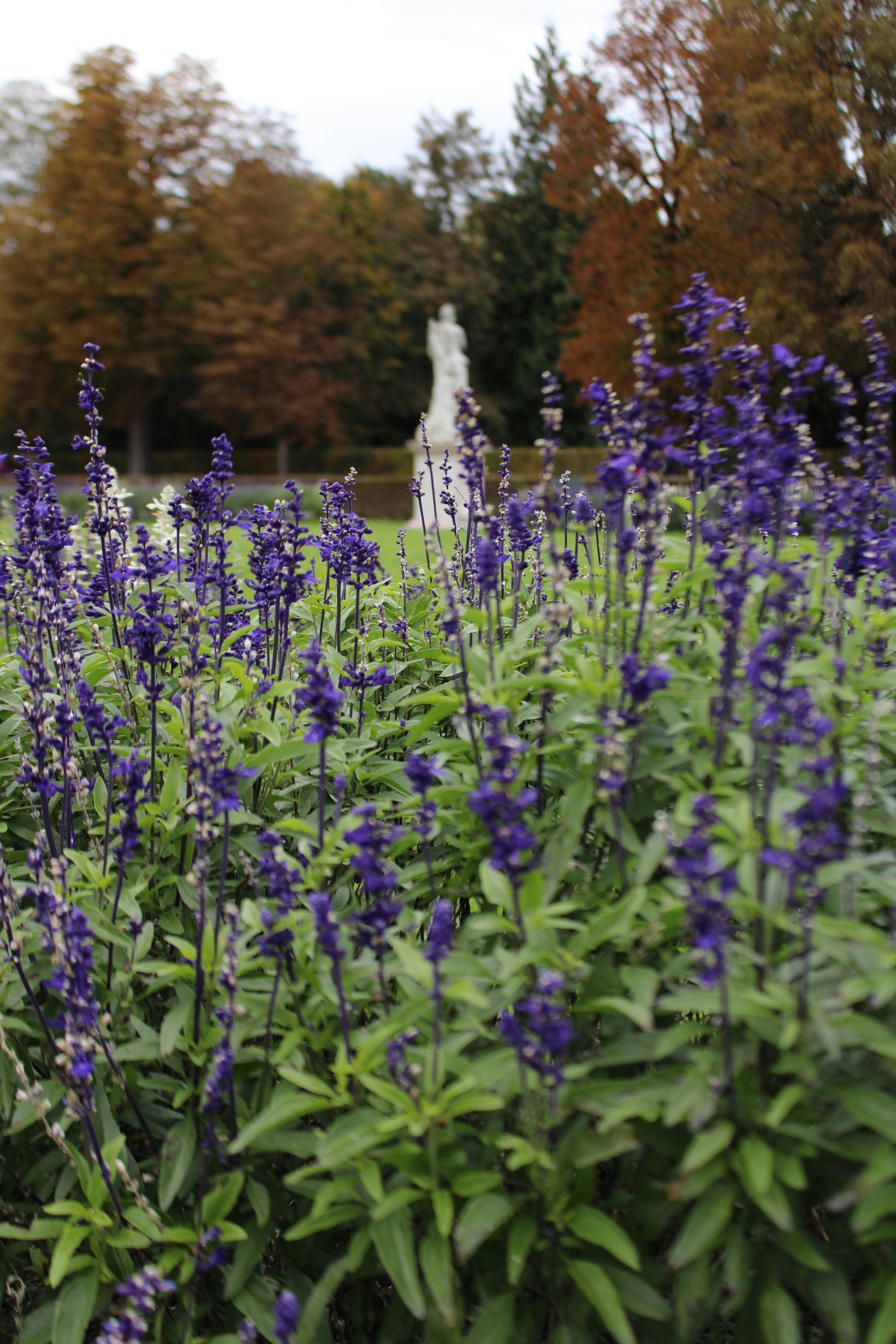 Lavender in Focus, Statue in Blur: Autumn Garden Portrait