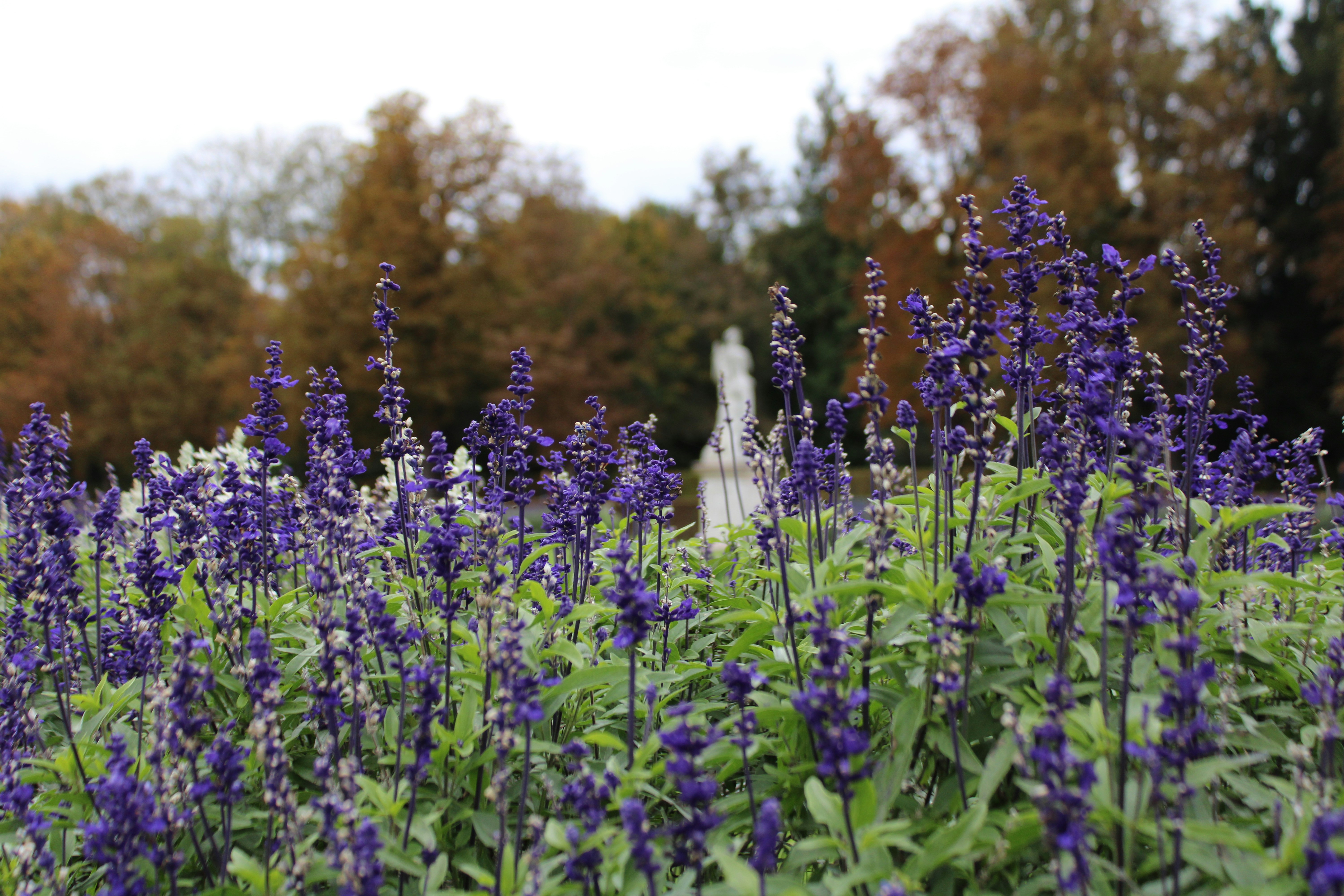 Lavender Spotlight: A Quiet Statue Among Purple Peaks