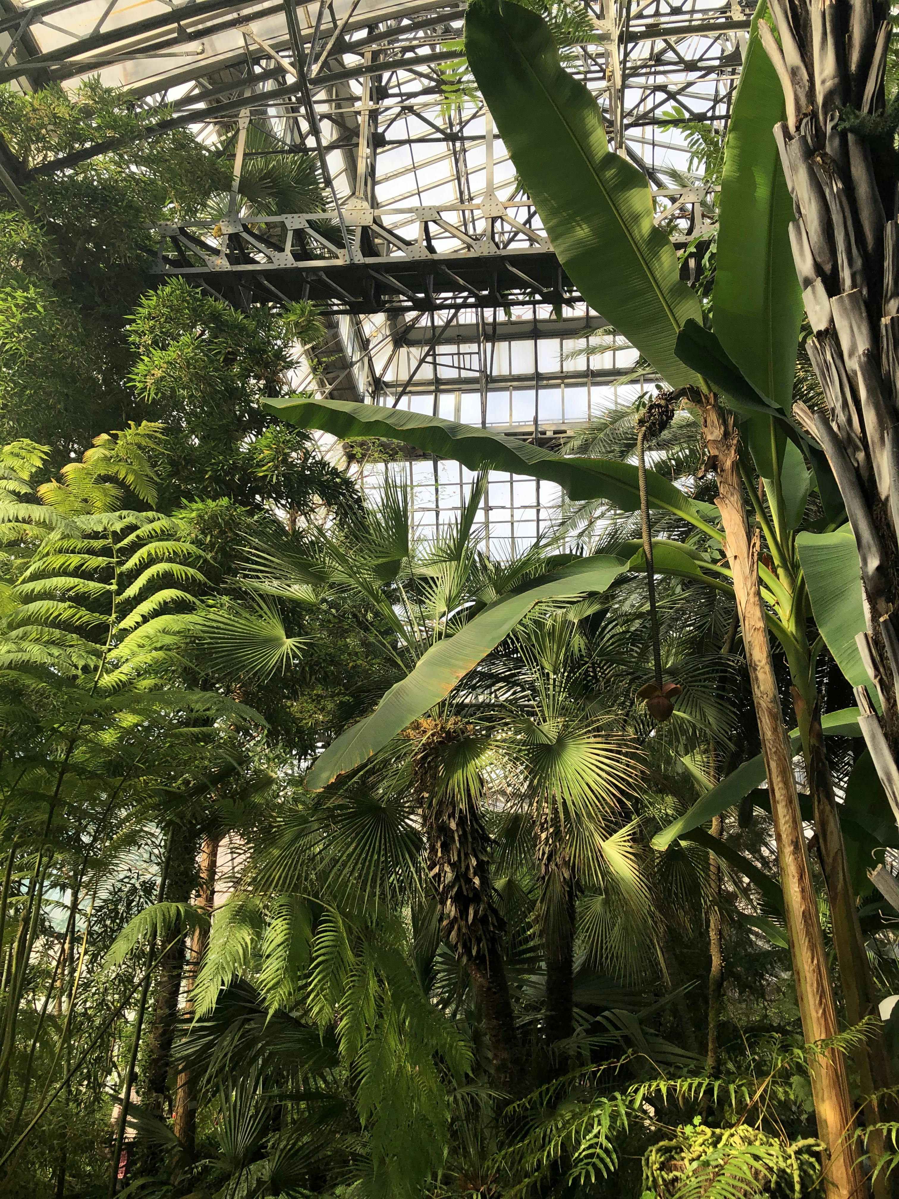 Verdant Cathedral Under Glass: Palms in a Conservatory