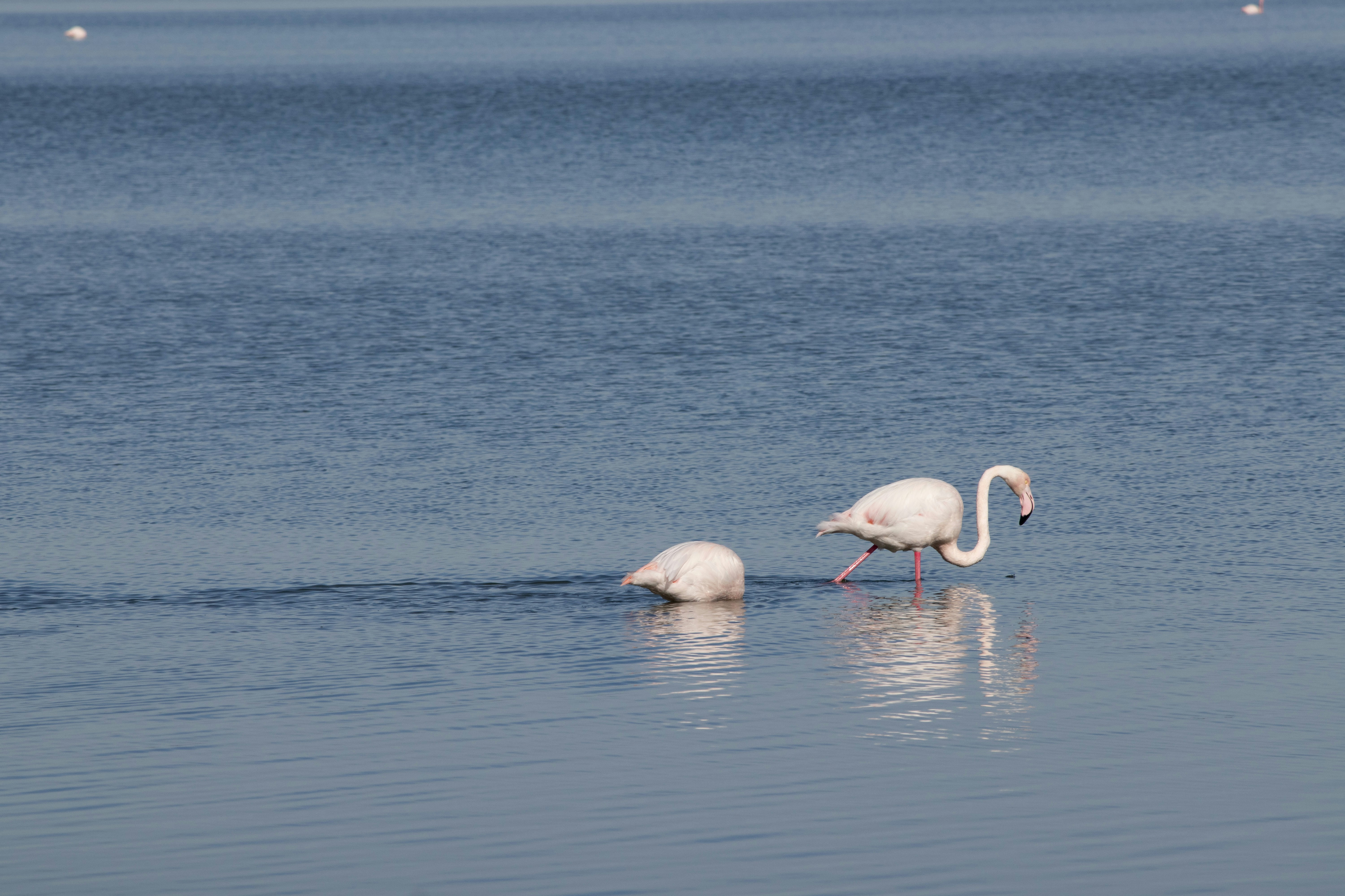 Flamingos fishing in a salt pond near Montpellier, France