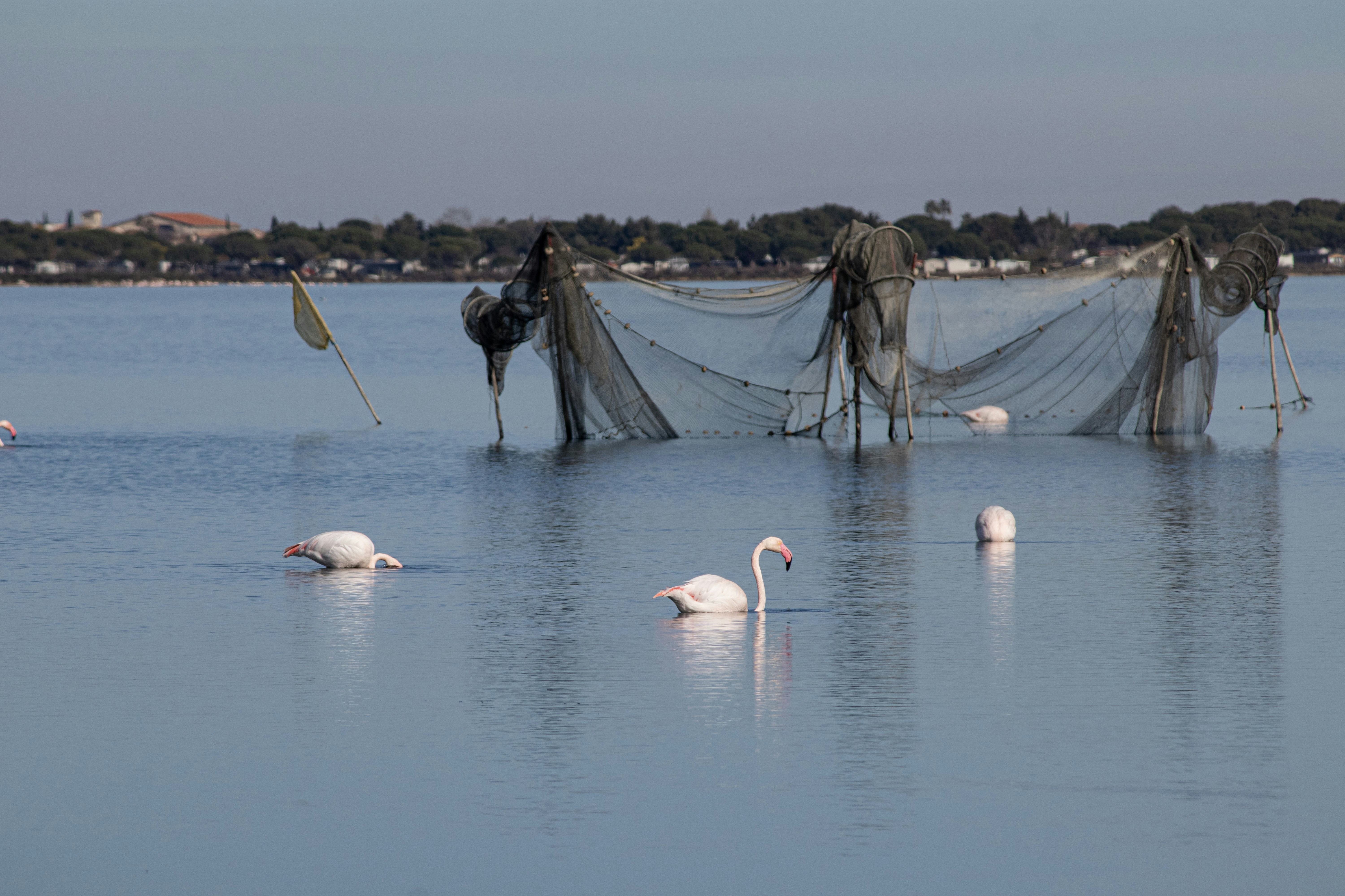 Flamingos bathing in a salt pond near Montpellier, France