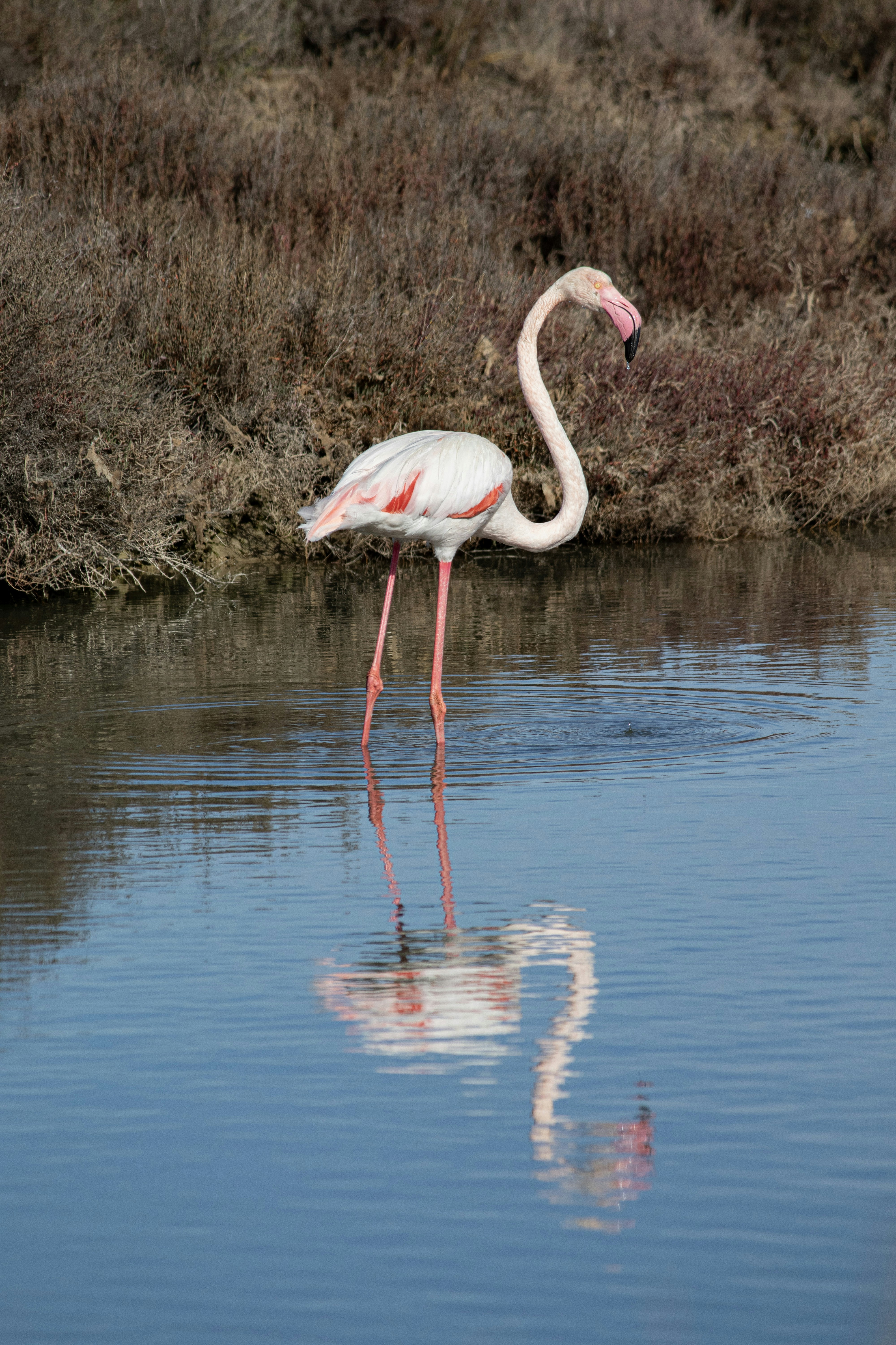 A flamingo and its reflection in a pond near Montpellier, France