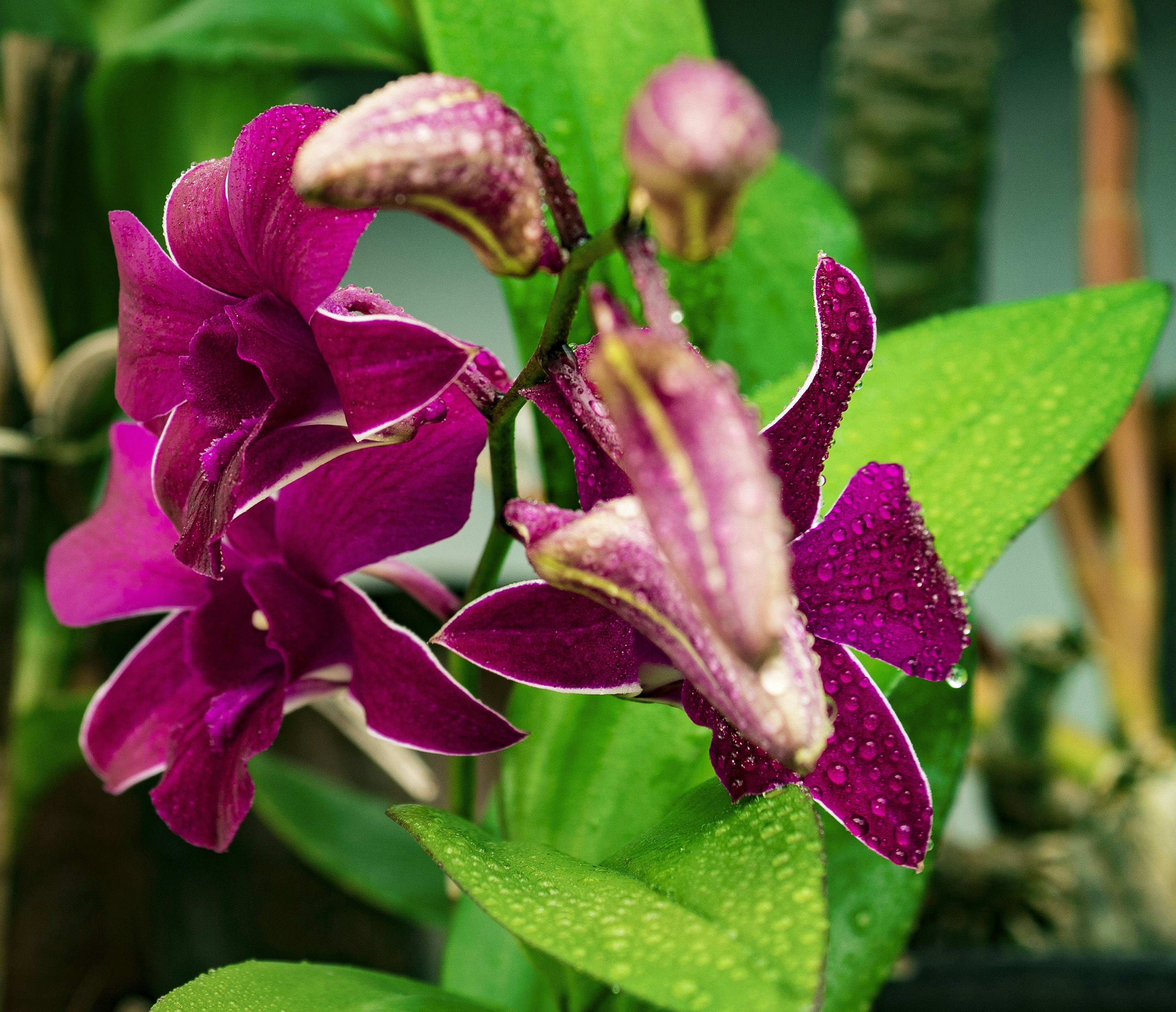 Dew-Kissed Velvet Magenta Orchids Amid Emerald Foliage