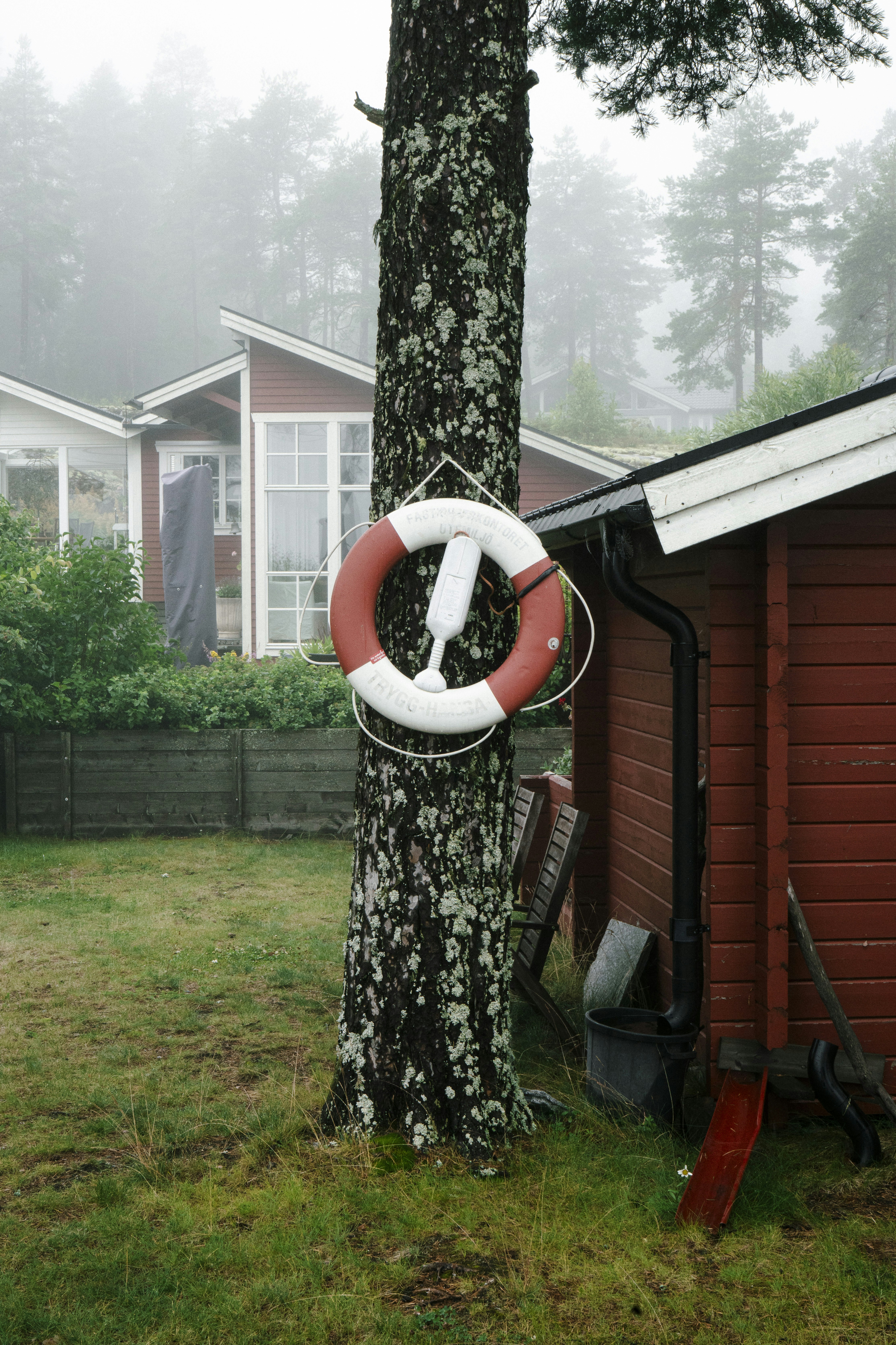 Lifesaver on a Trunk: A Lifebuoy Anchored to a Mossy Tree by a Red Cabin