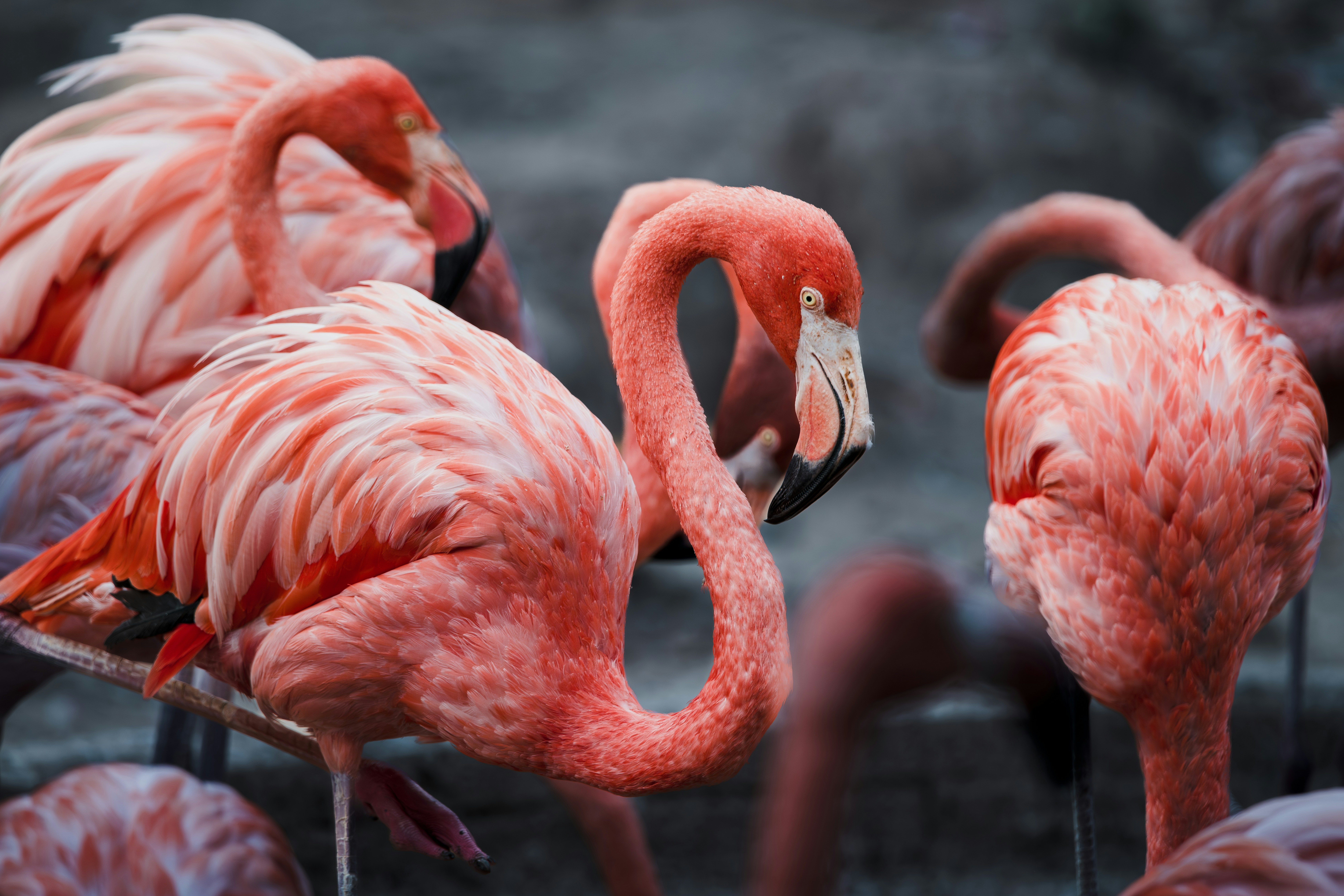 A group of pink flamingos standing next to each other photo – Free ...