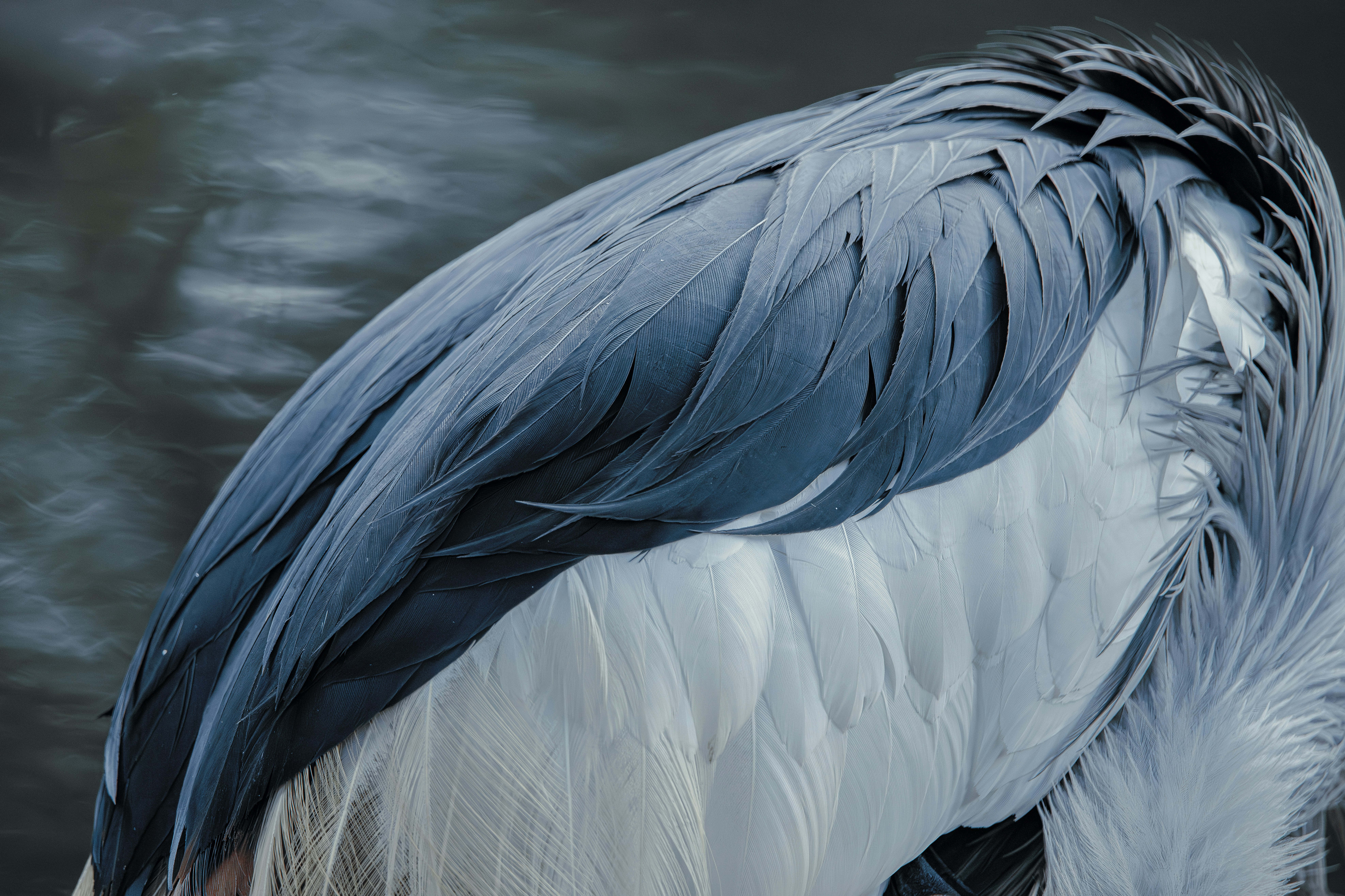 Azure-Feather Curve: Close-Up of a Waterbird's Wing