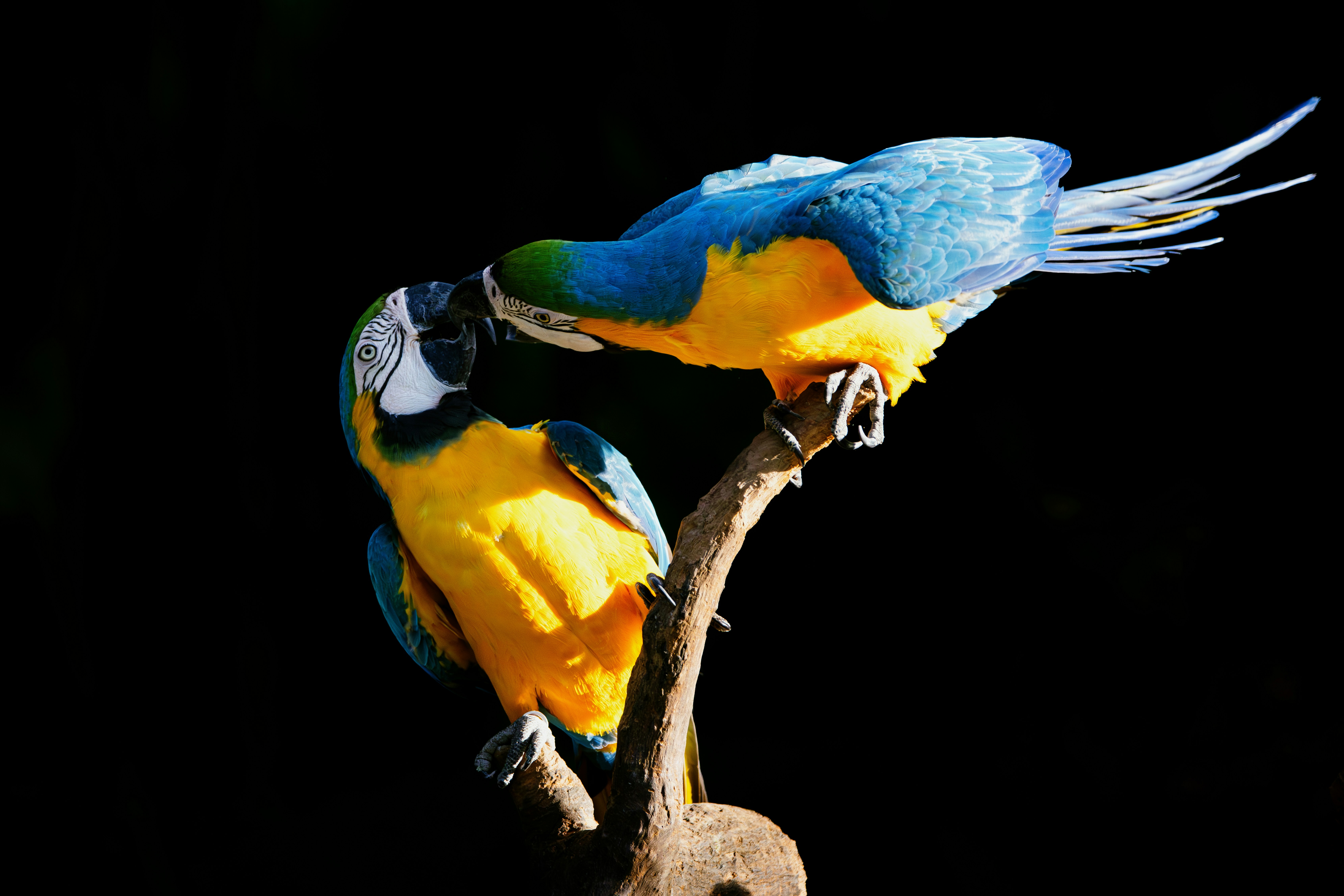 Two vibrant macaws perched closely together, showcasing their brilliant blue and yellow feathers against a dark background.