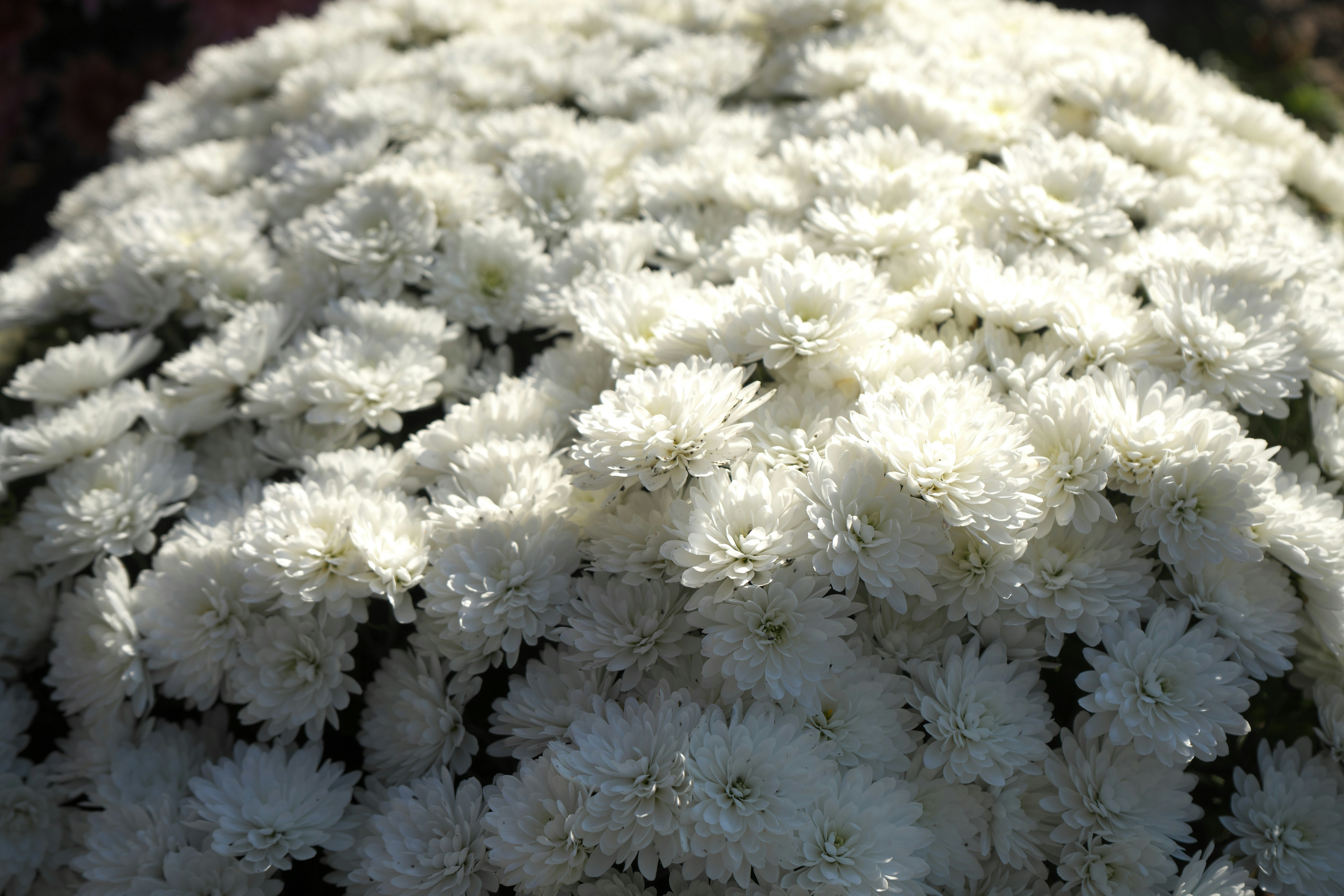 Pompon Sea: A Sunlit Carpet of White Chrysanthemums