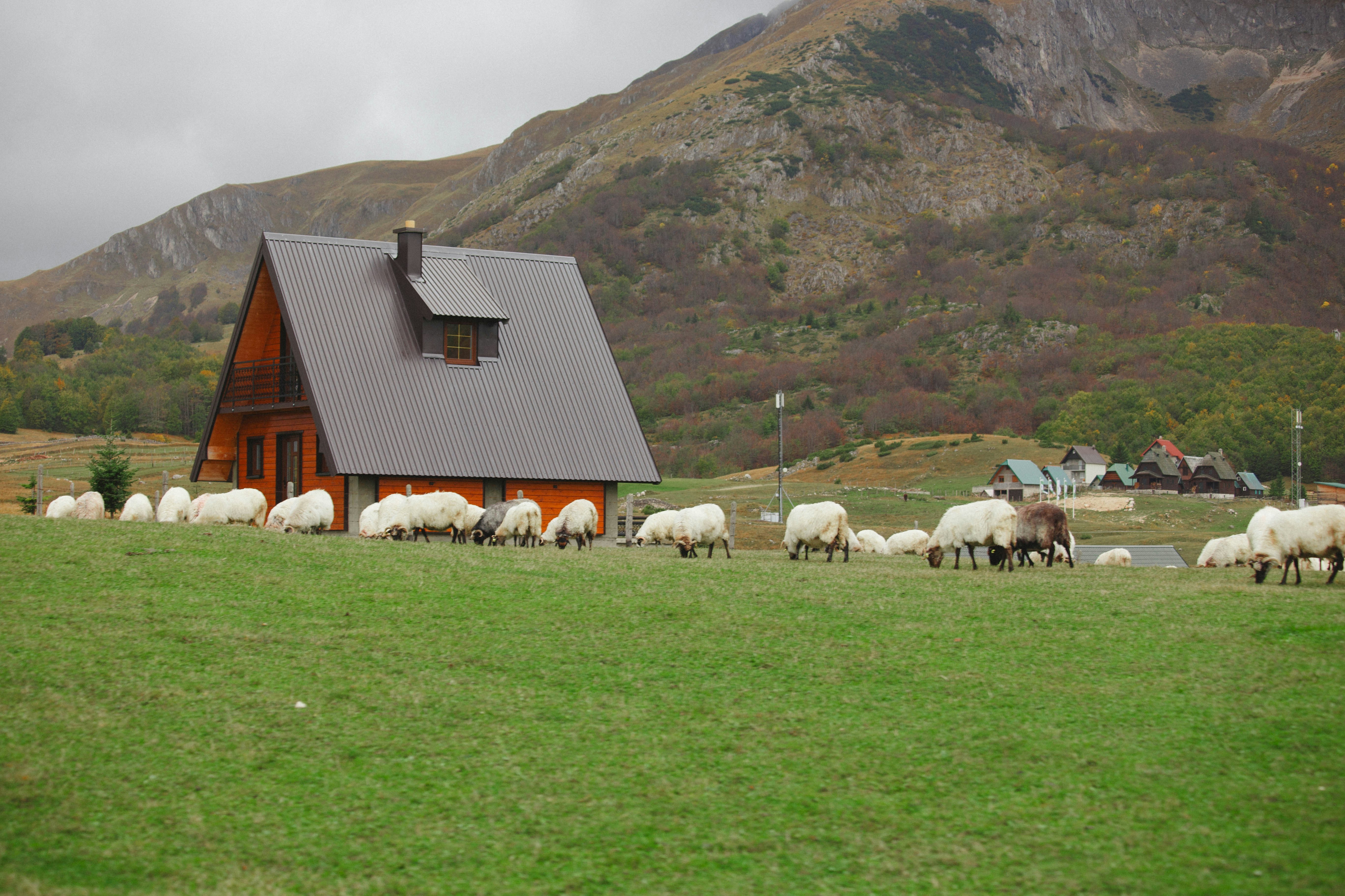 A-frame Haven on Green Plains: Sheep and Mountains in Quiet Harmony
