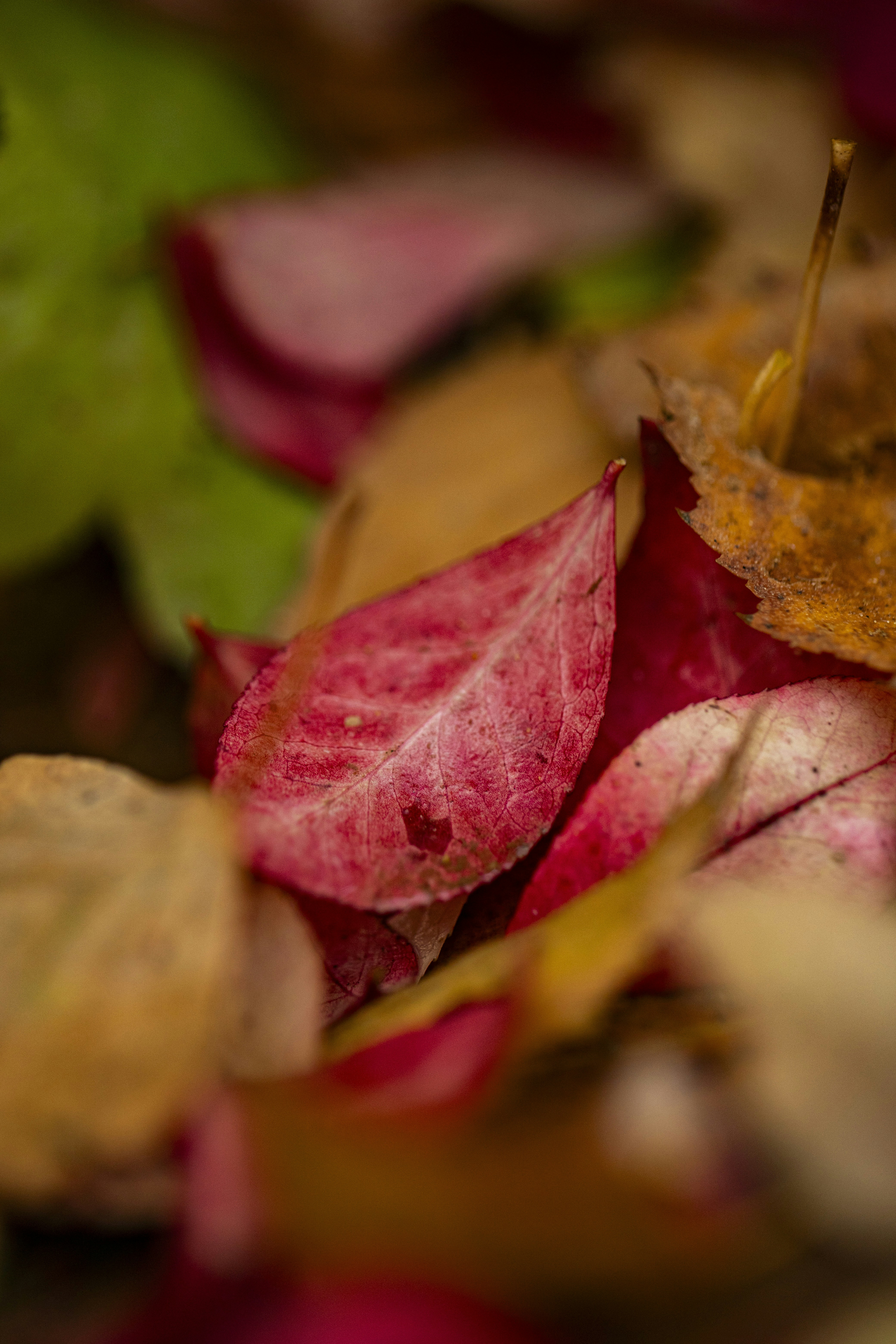 Velvet Autumn: a Close-Up of a Pink-Red Leaf Among Fallen Hues