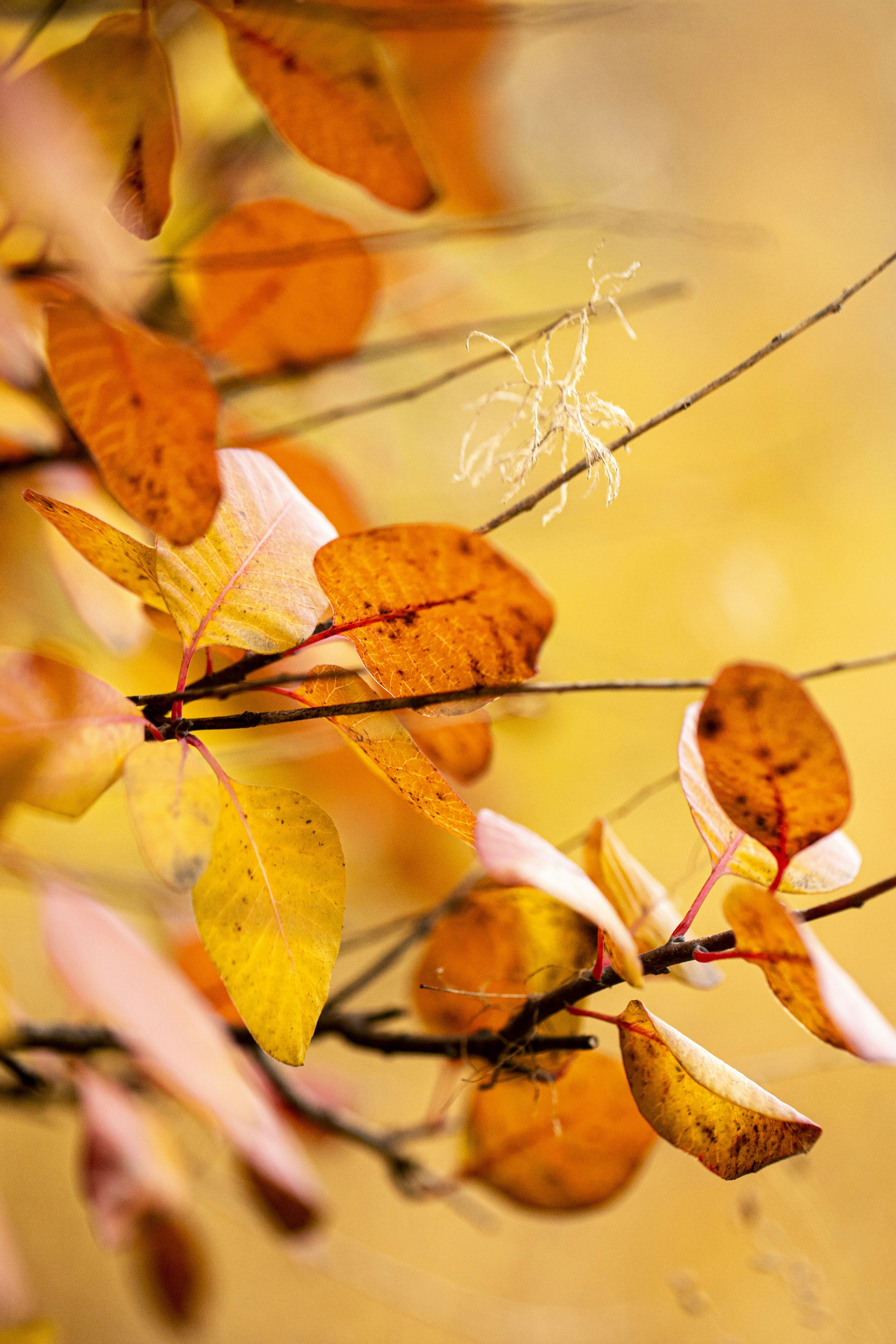 Autumn Leaves in Soft Focus: A Warmretreat of Color and Light
