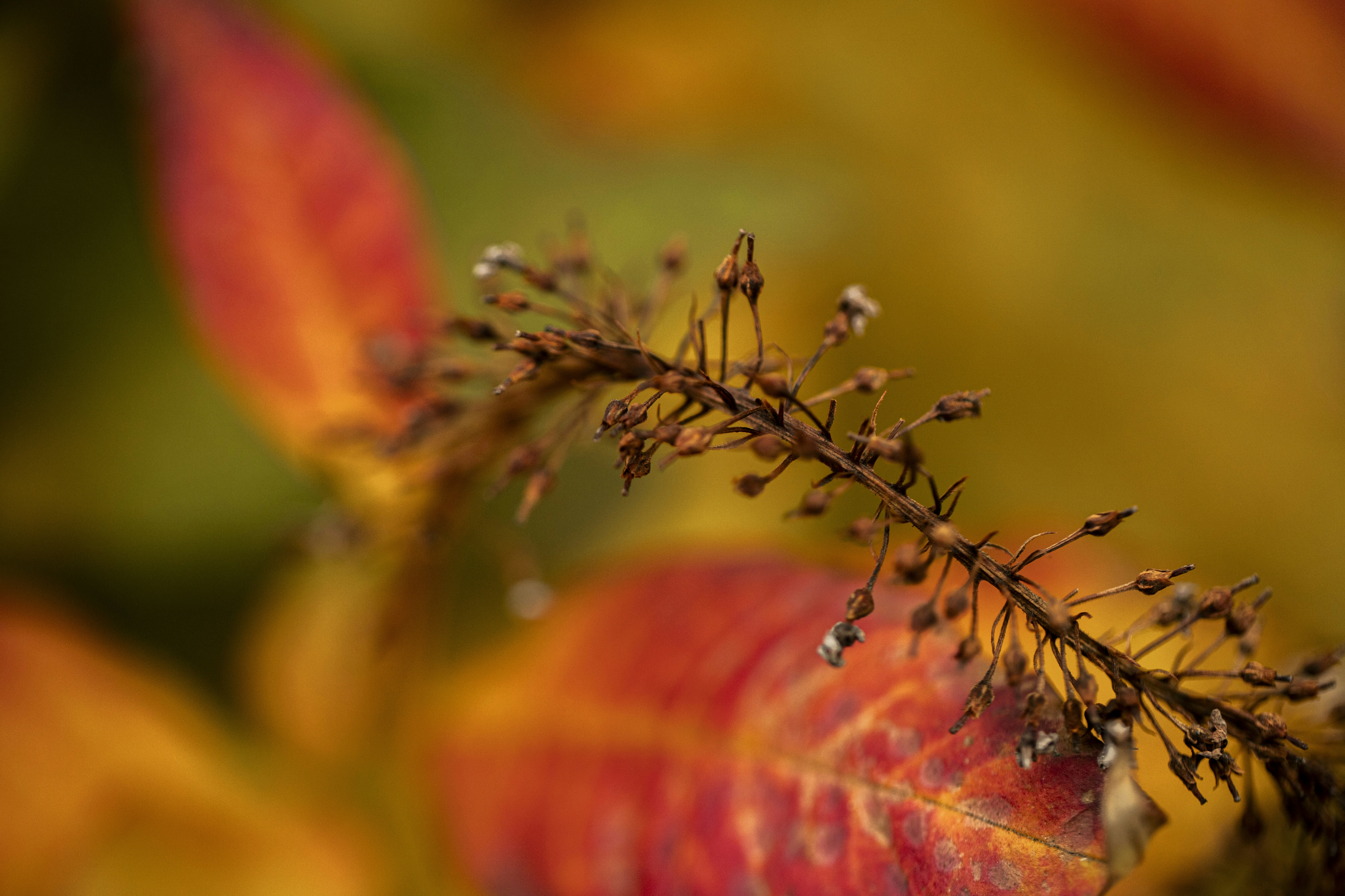 Delicate Seed Cluster on a Velvet Autumn Twig