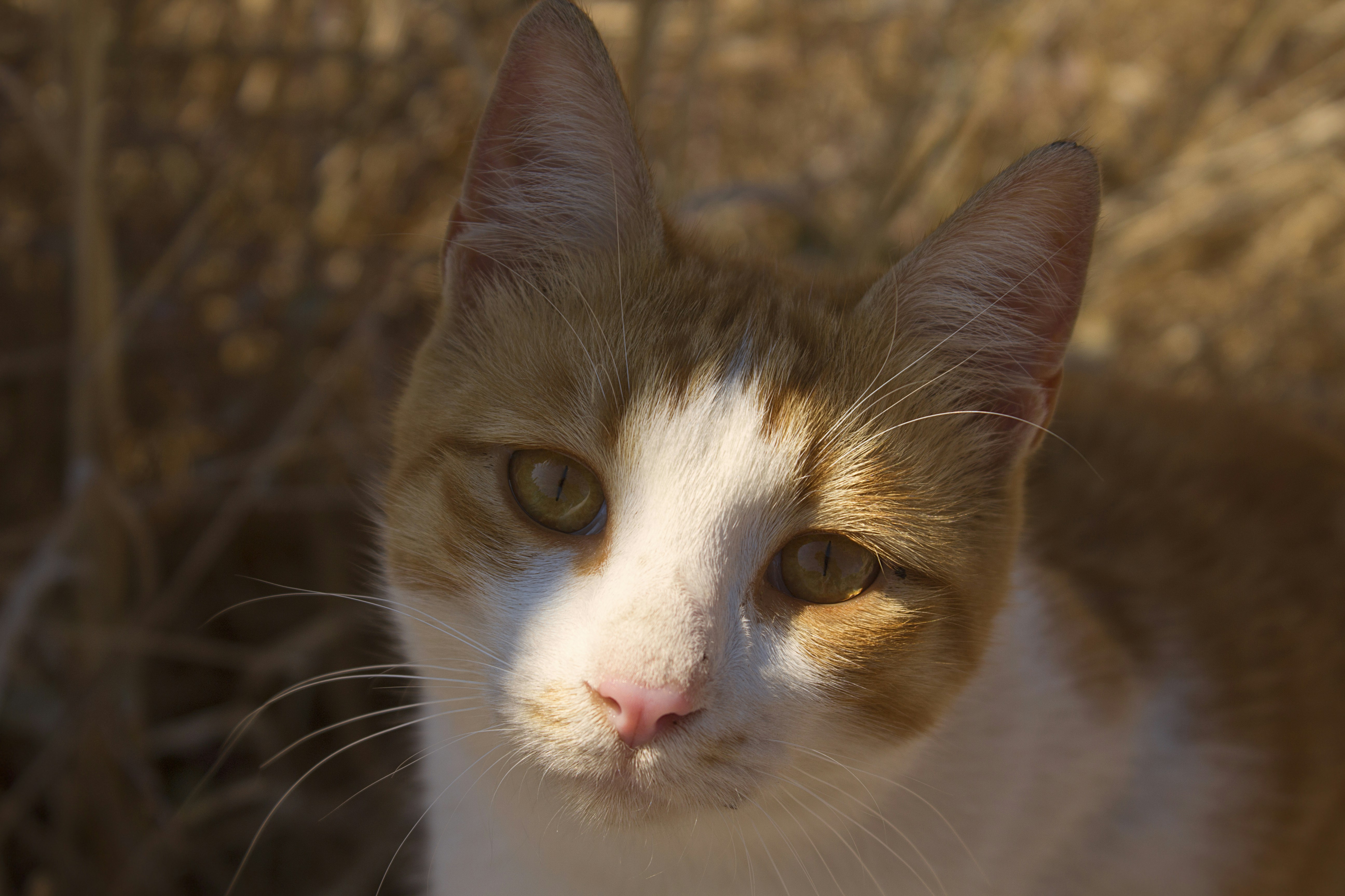Quiet Gaze in Dappled Light: A Calico Cat's Close-Up