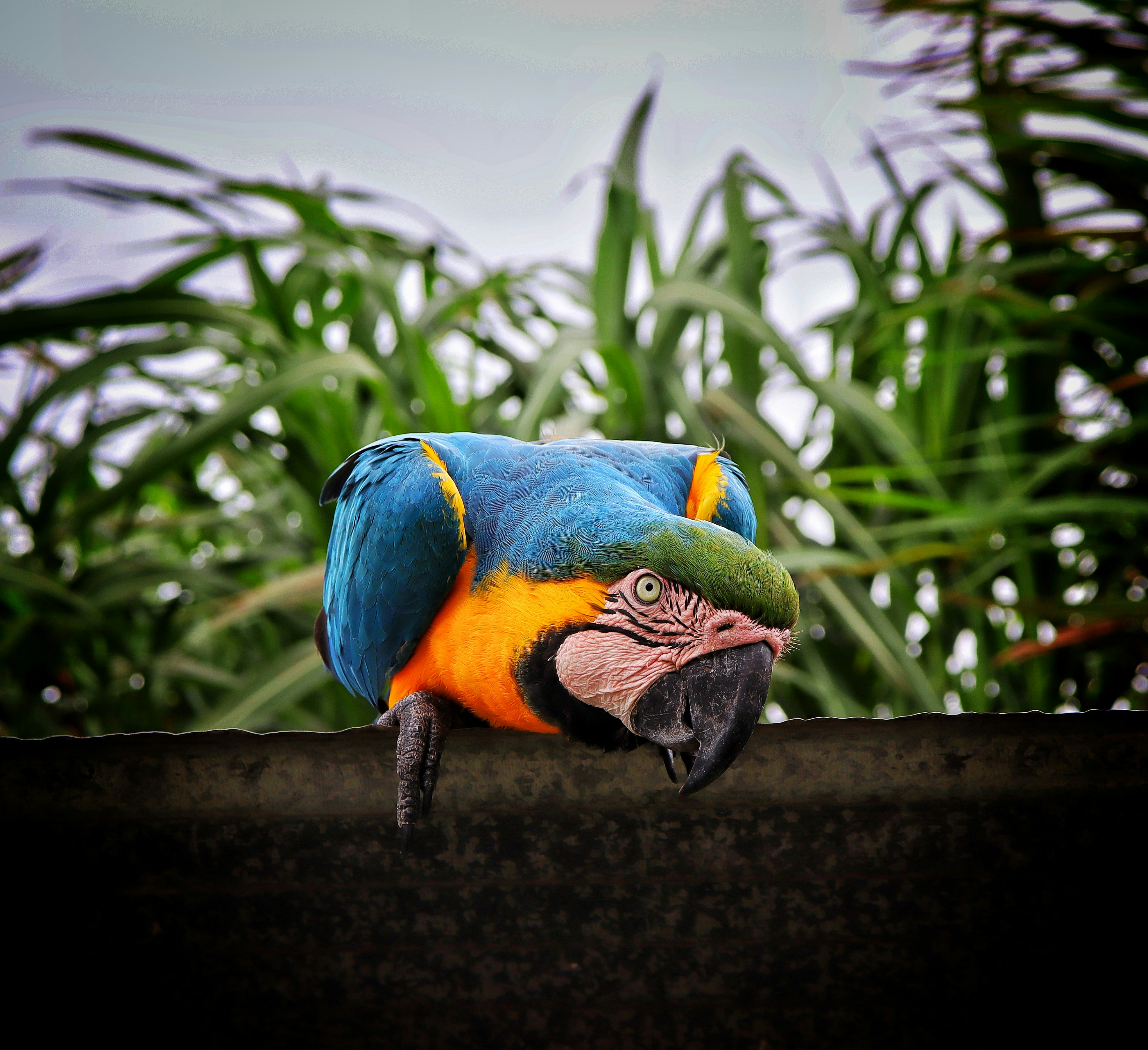 Azure-and-Gold Macaw Perched on a Weathered Ledge Under Verdant Canopy